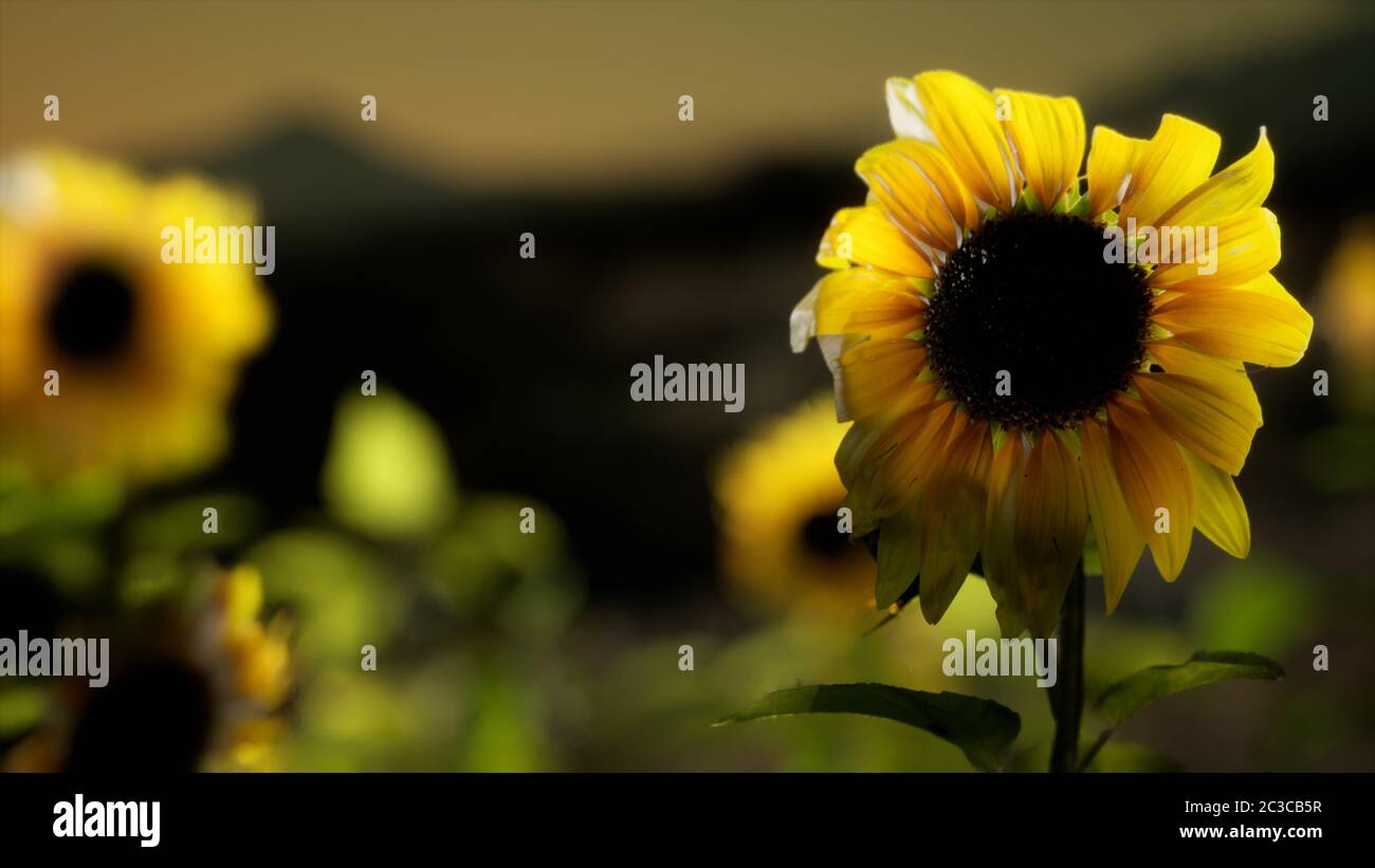 Sunflower field on a warm summer evening Stock Photo - Alamy