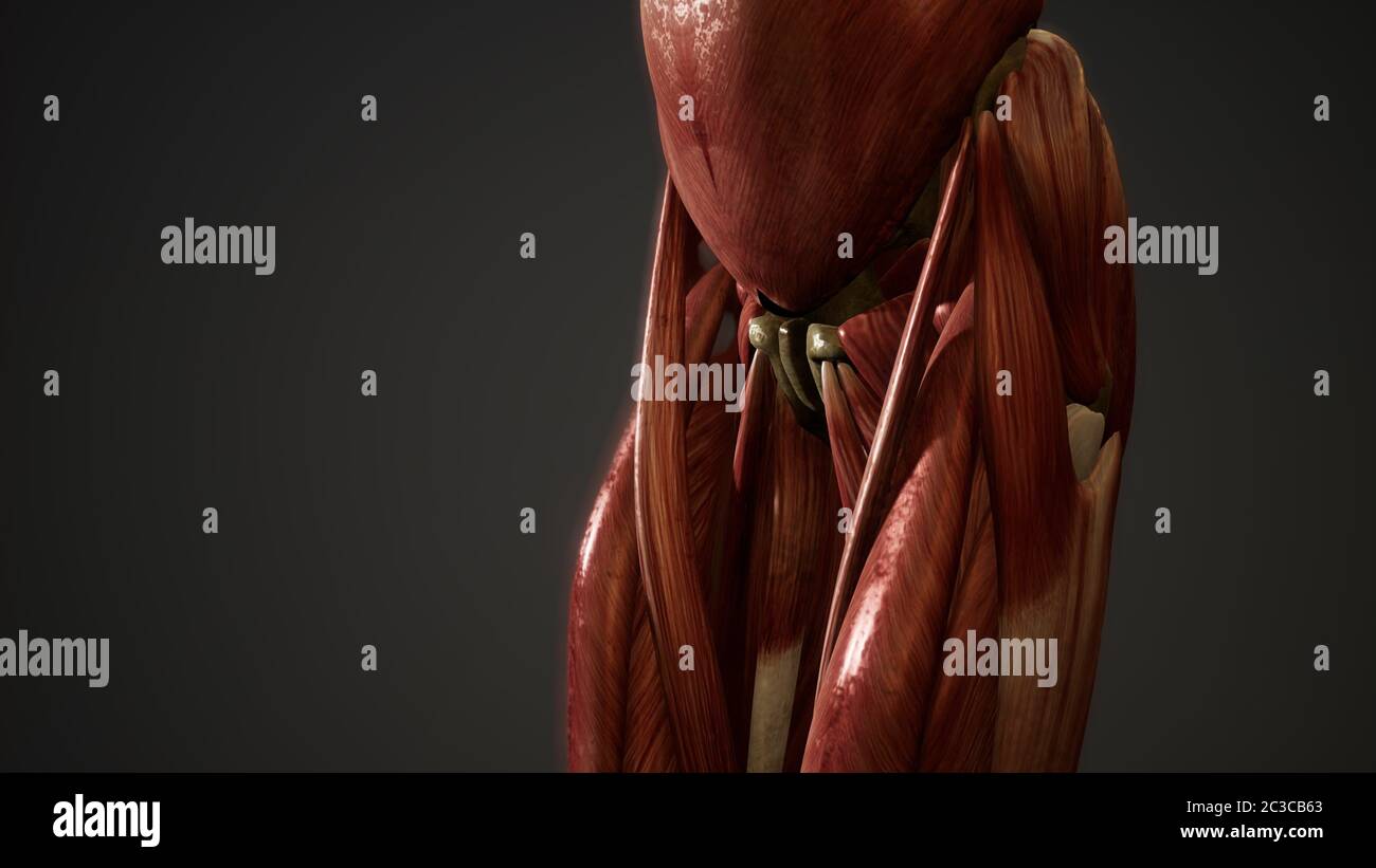 Muscular System of human body animation Stock Photo - Alamy