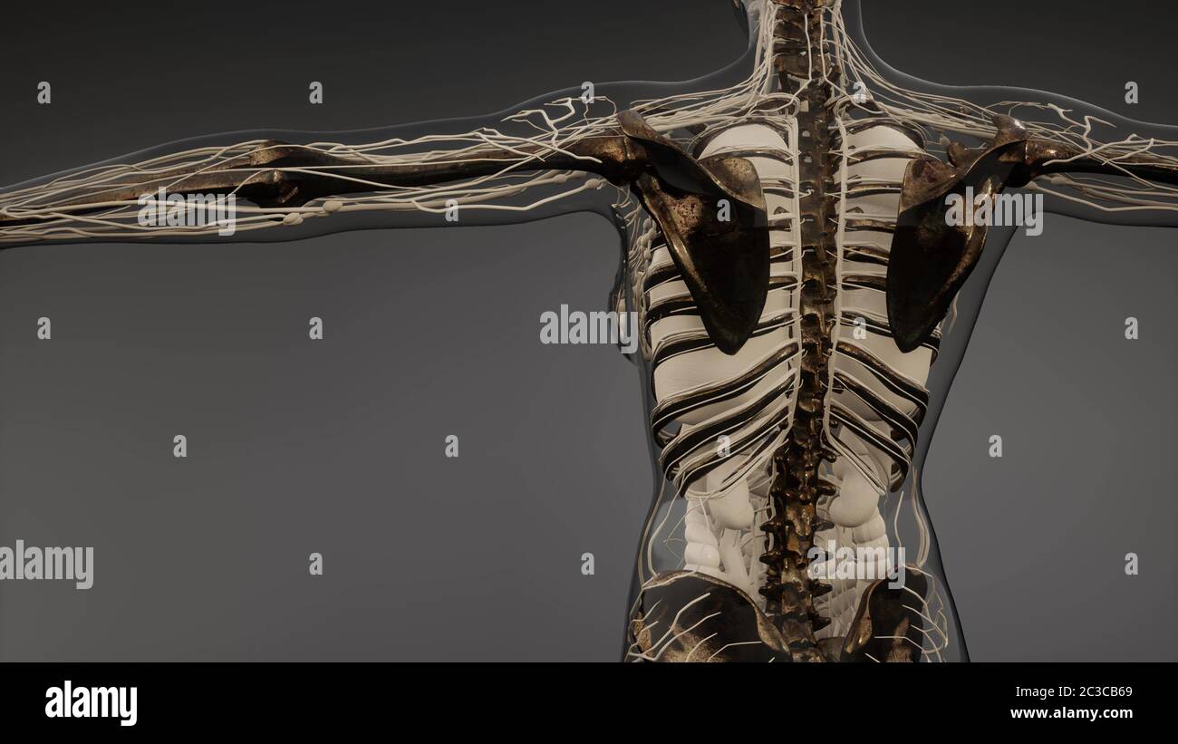 Transparent Human Body with Visible Bones Stock Photo - Alamy