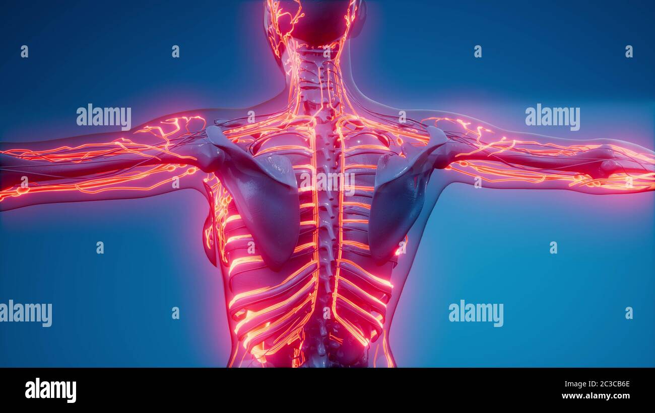 Blood Vessels of Human Body Stock Photo - Alamy