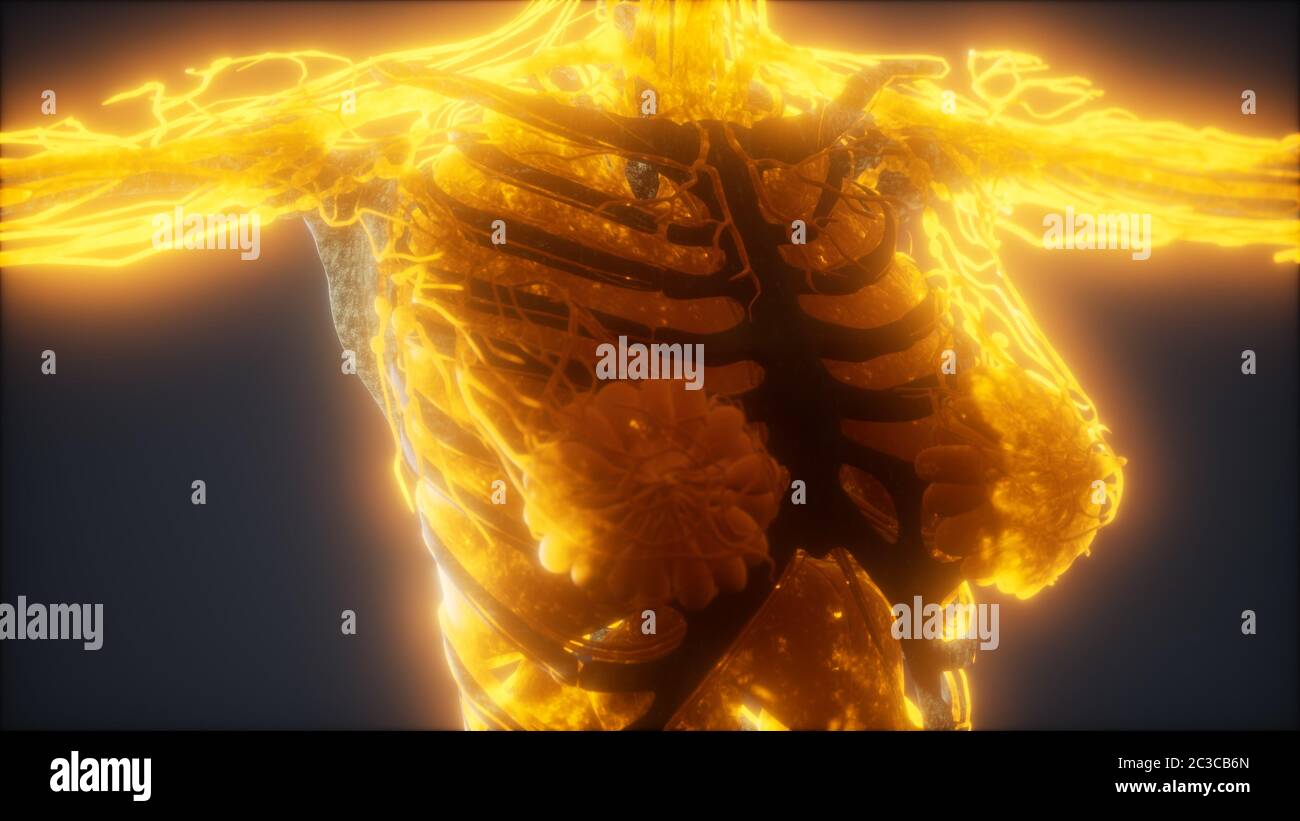 Anatomical body showing organs hi-res stock photography and images - Alamy