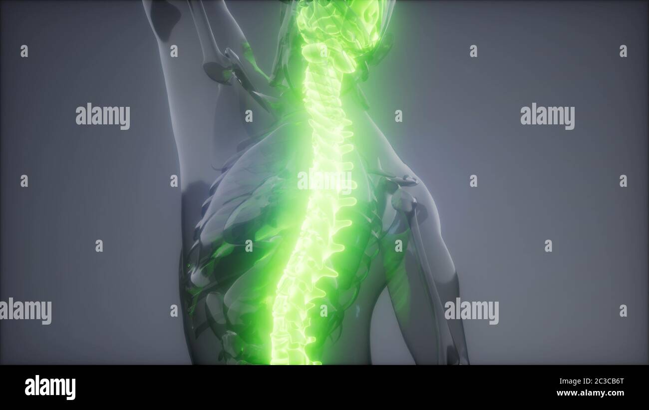 Body bone bones doctor examination hospital joint hi-res stock ...