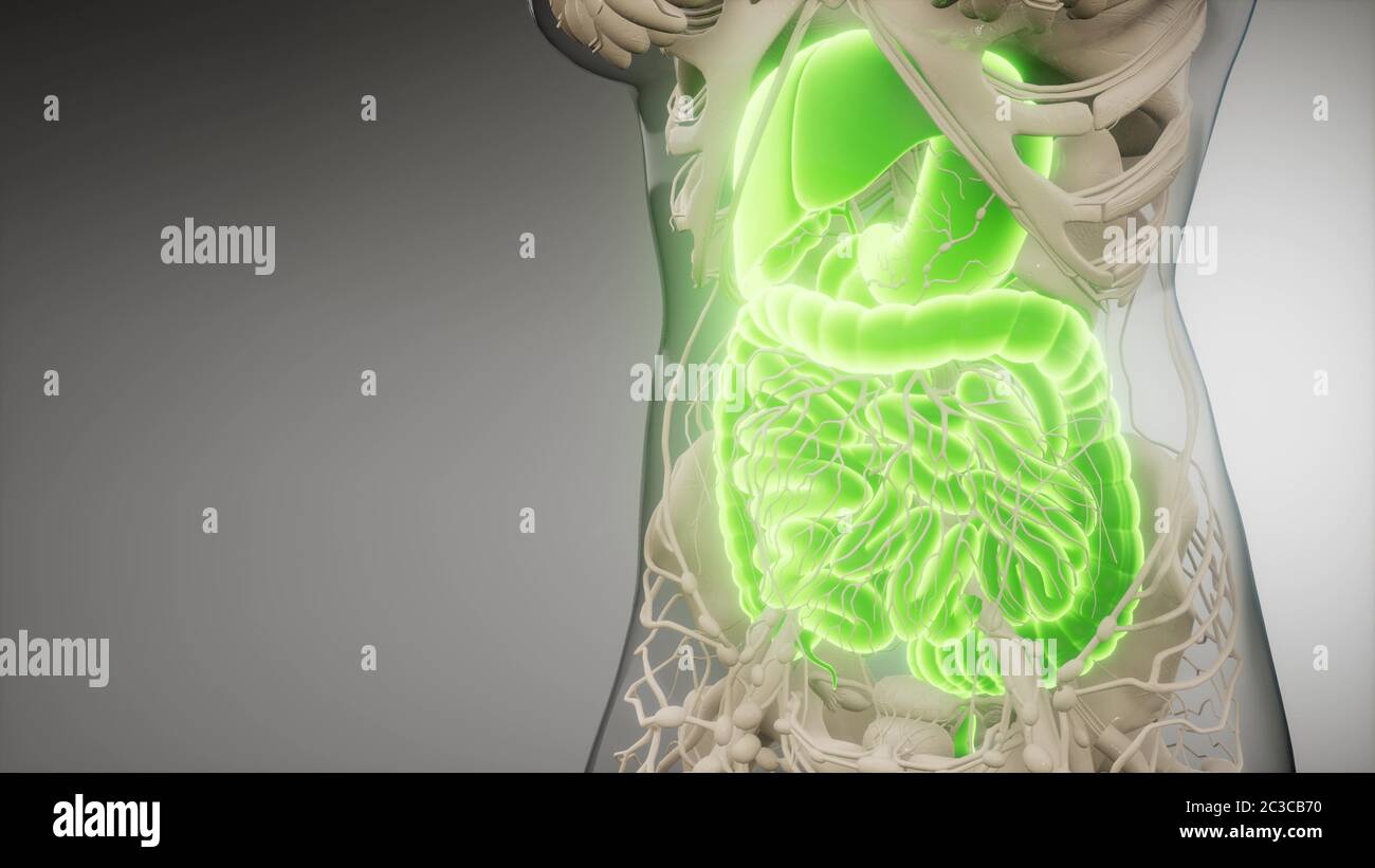 human digestive system parts and functions Stock Photo - Alamy