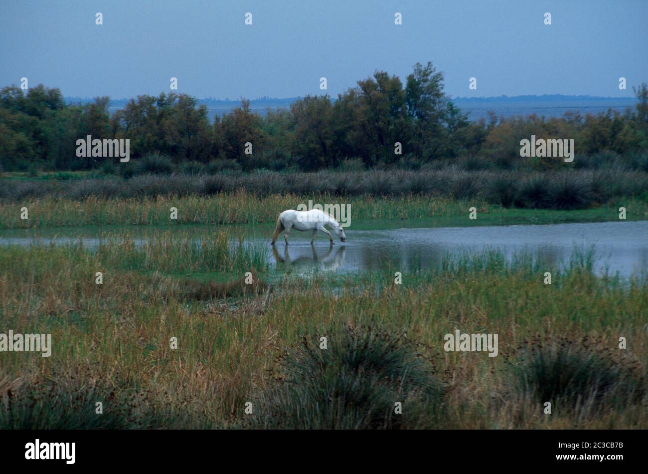 Camargue Provence France Wetlands and White Horse Grazing Stock Photo ...