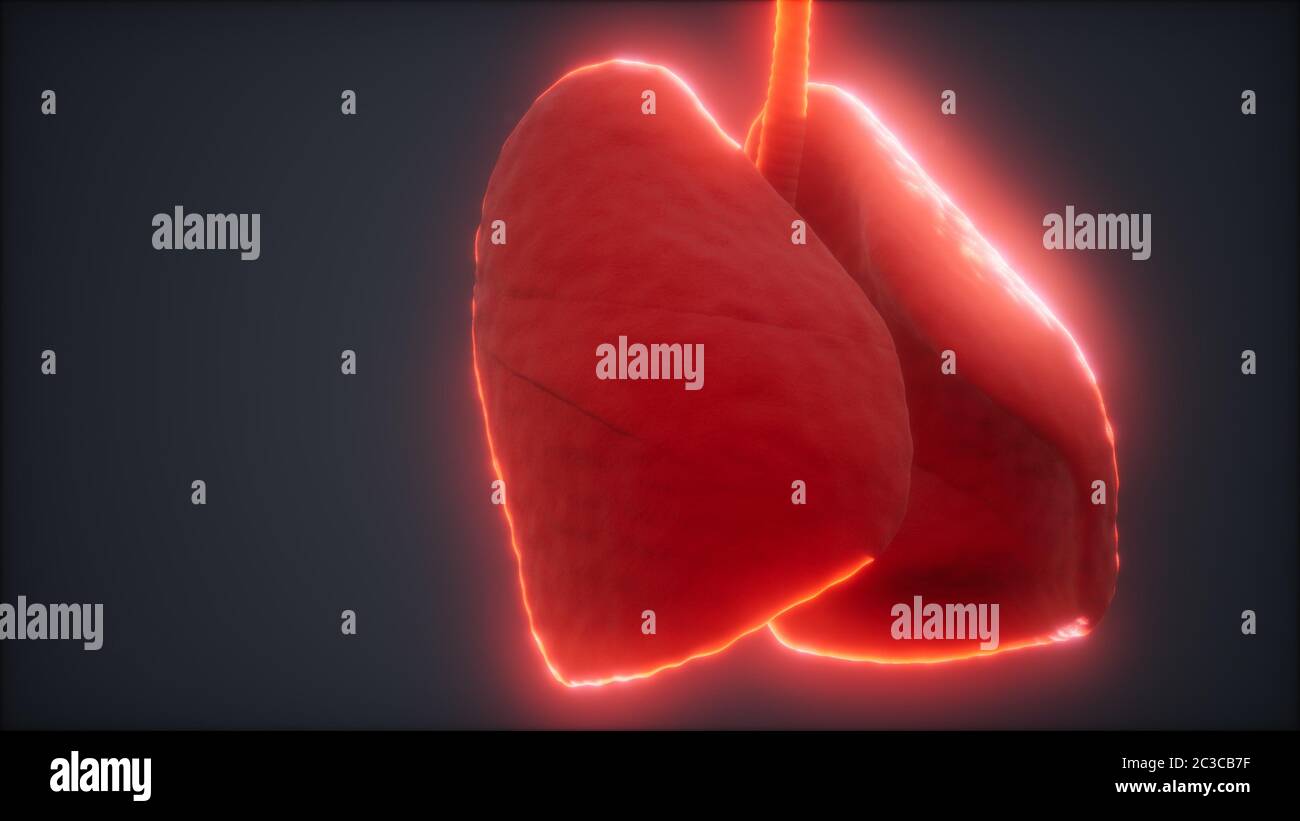 loop 3d rendered medically accurate animation of the human lung Stock ...