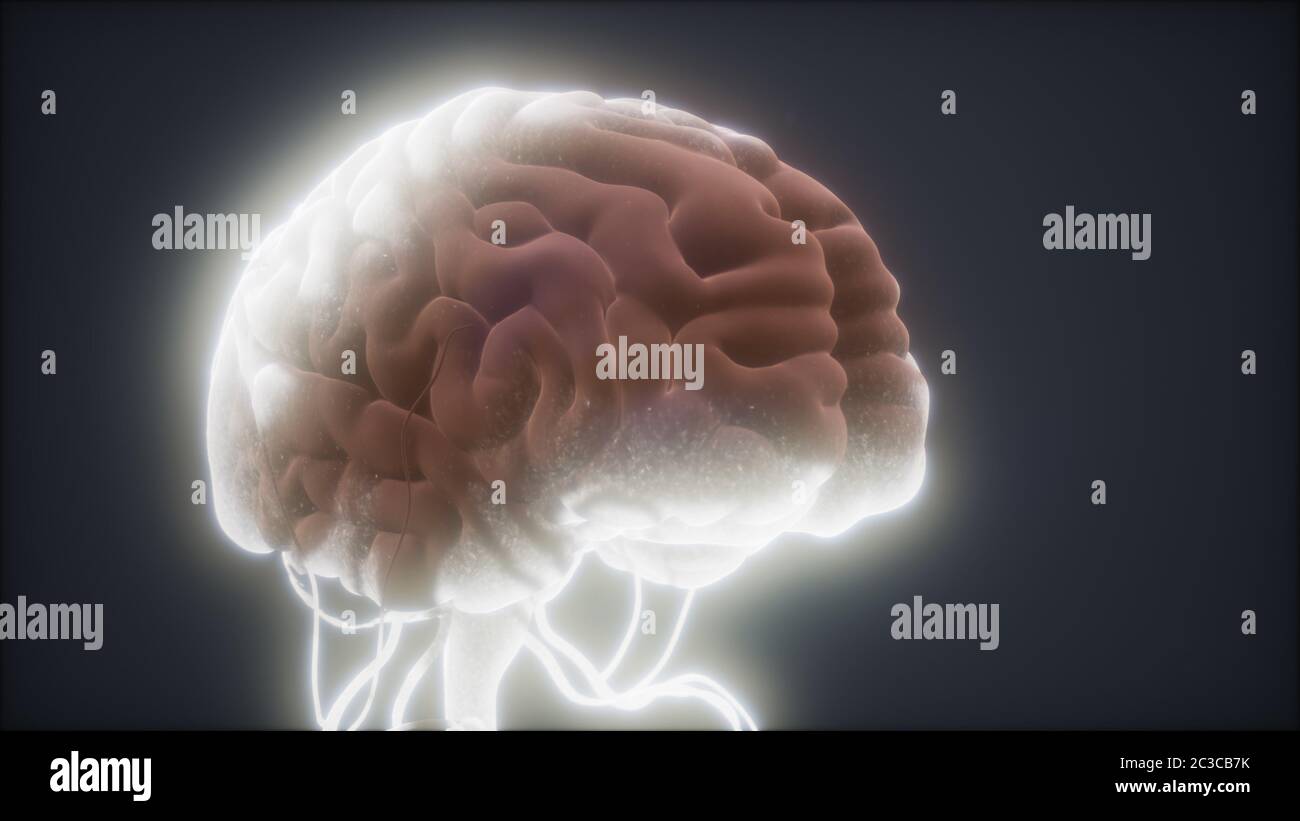 animated model of human brain Stock Photo - Alamy
