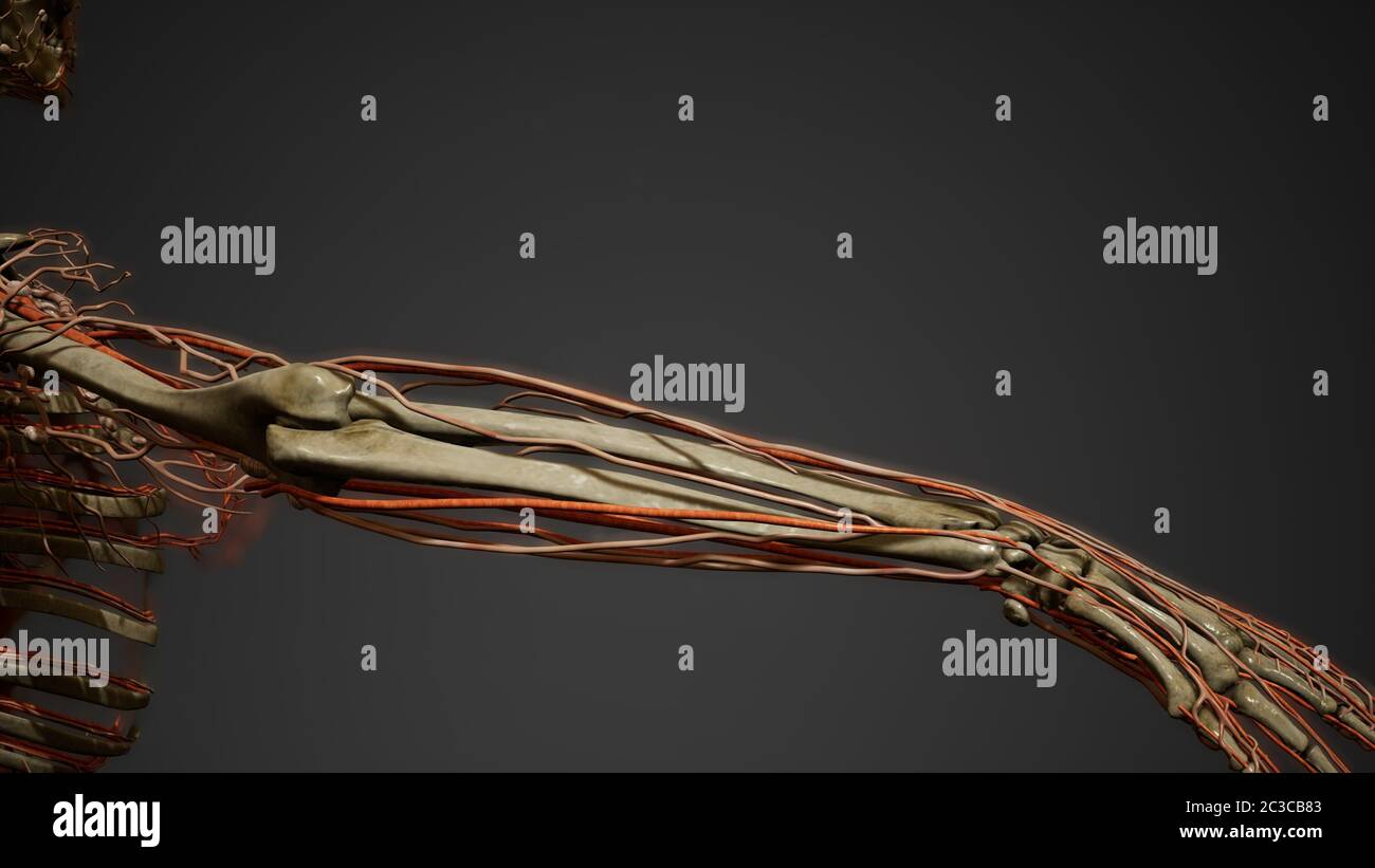 Human body blood vessel anatomy Stock Photo - Alamy