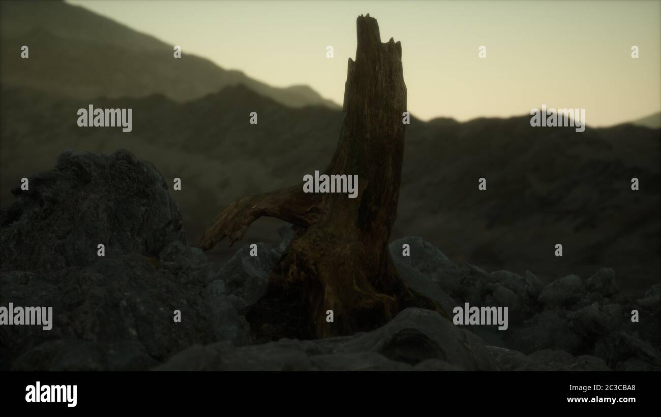 Dead pine tree granite rock hi-res stock photography and images - Alamy