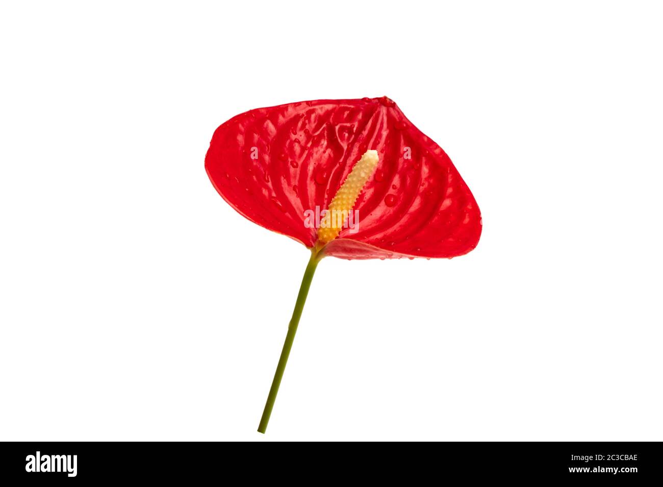 Red Anthurium/Flamingo flower isolated on white background Stock Photo ...