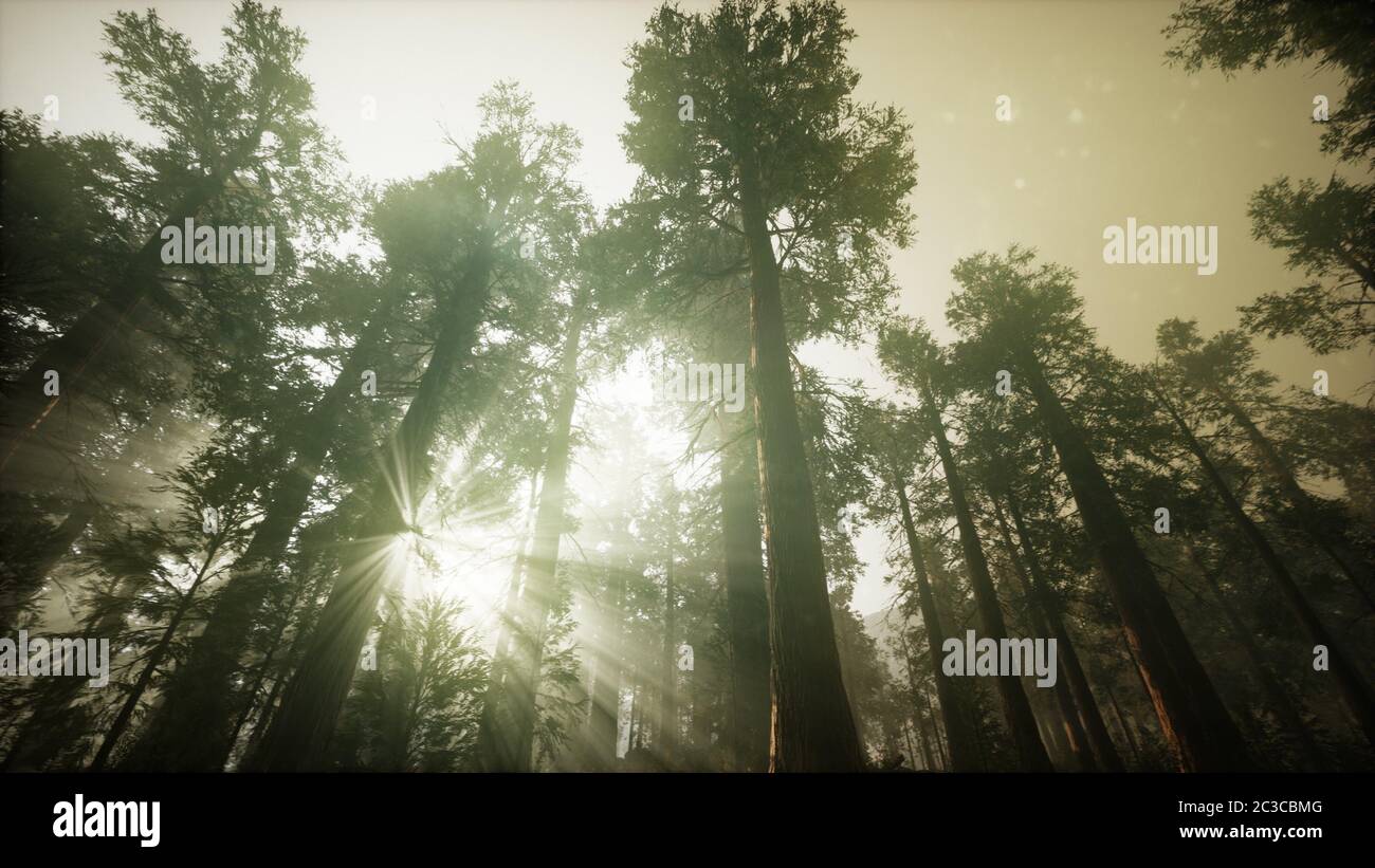 Redwood Forest Foggy Sunset Scenery Stock Photo - Alamy