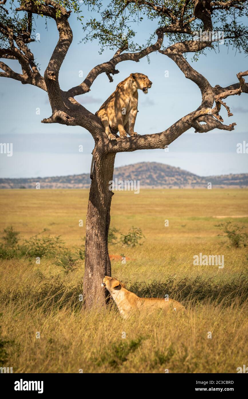 Lioness up tree hi-res stock photography and images - Alamy