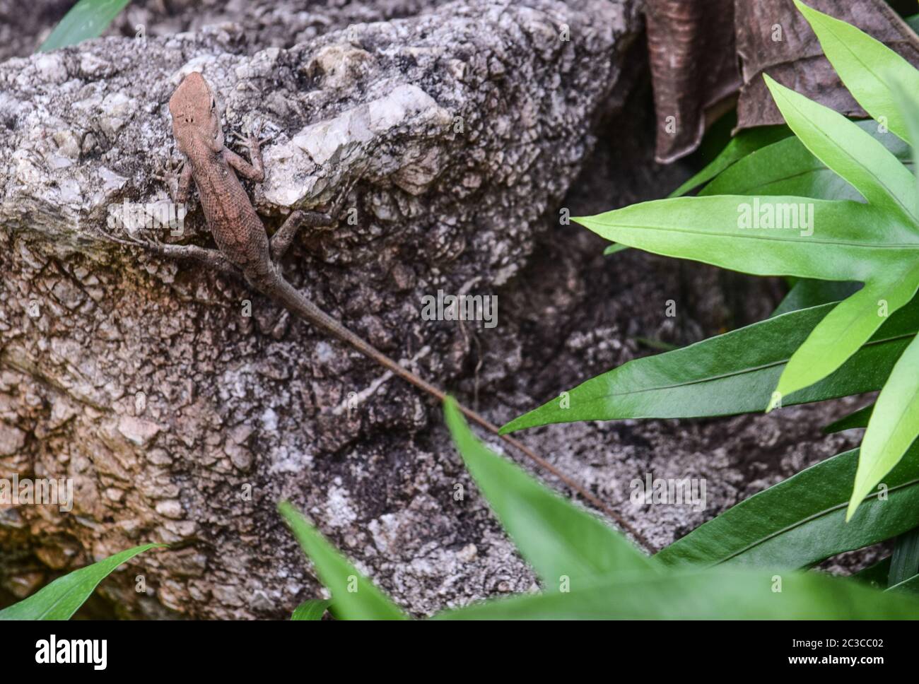 Lizard rock japan hi-res stock photography and images - Alamy