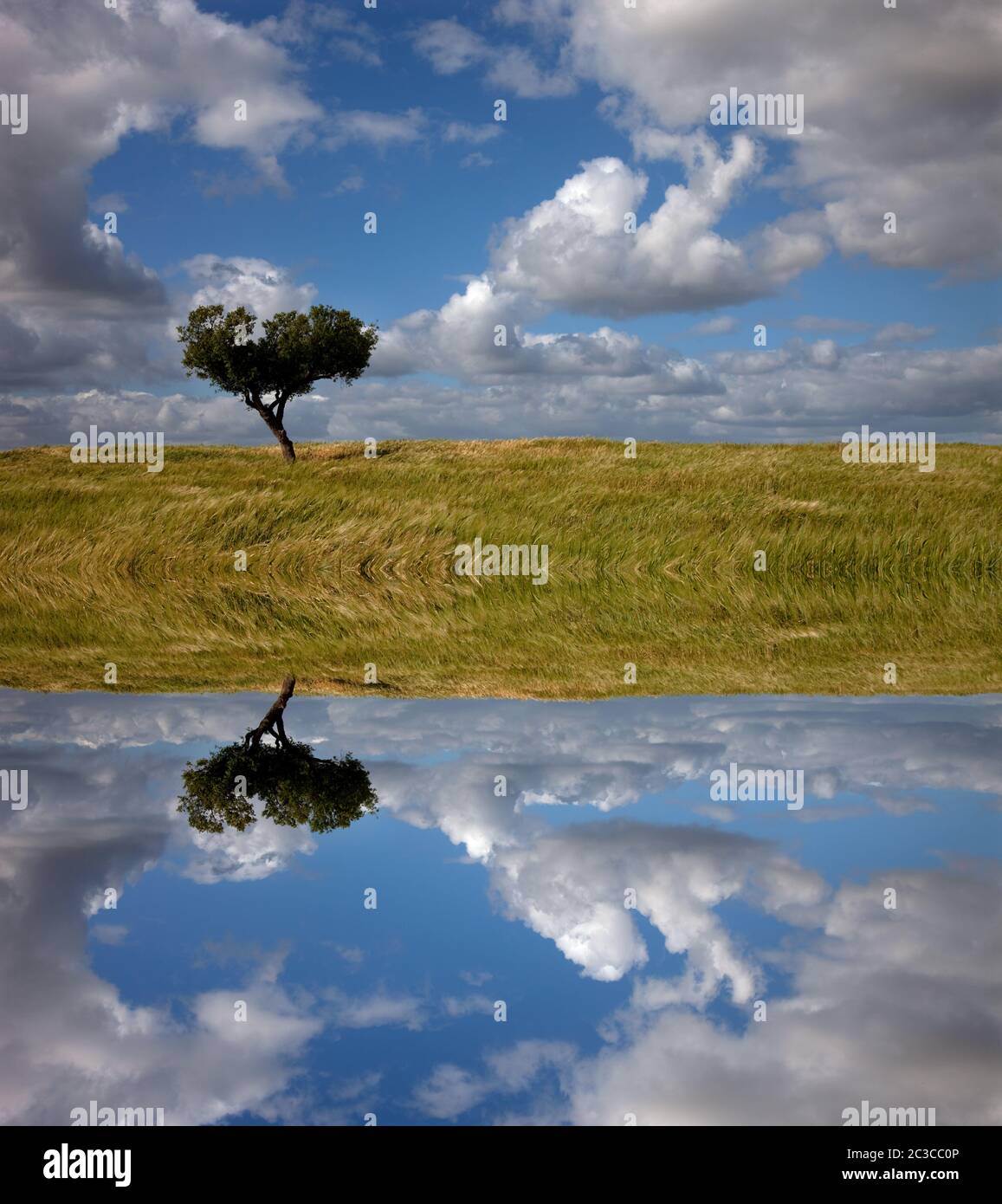 tree in a field at a alentejo farm with computer generated lake Stock ...