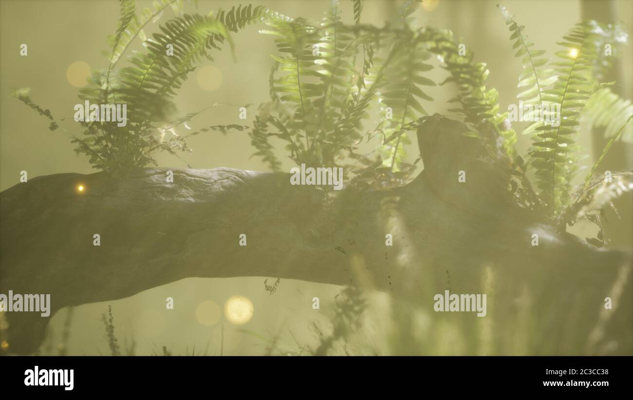 Tree growing horizontally hi-res stock photography and images - Alamy