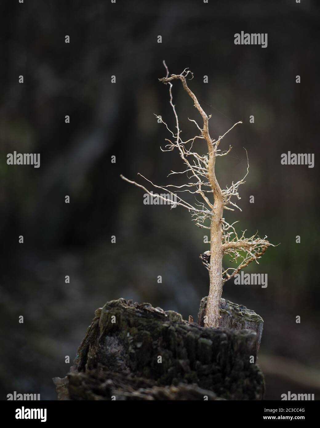 New plant old tree hi-res stock photography and images - Alamy