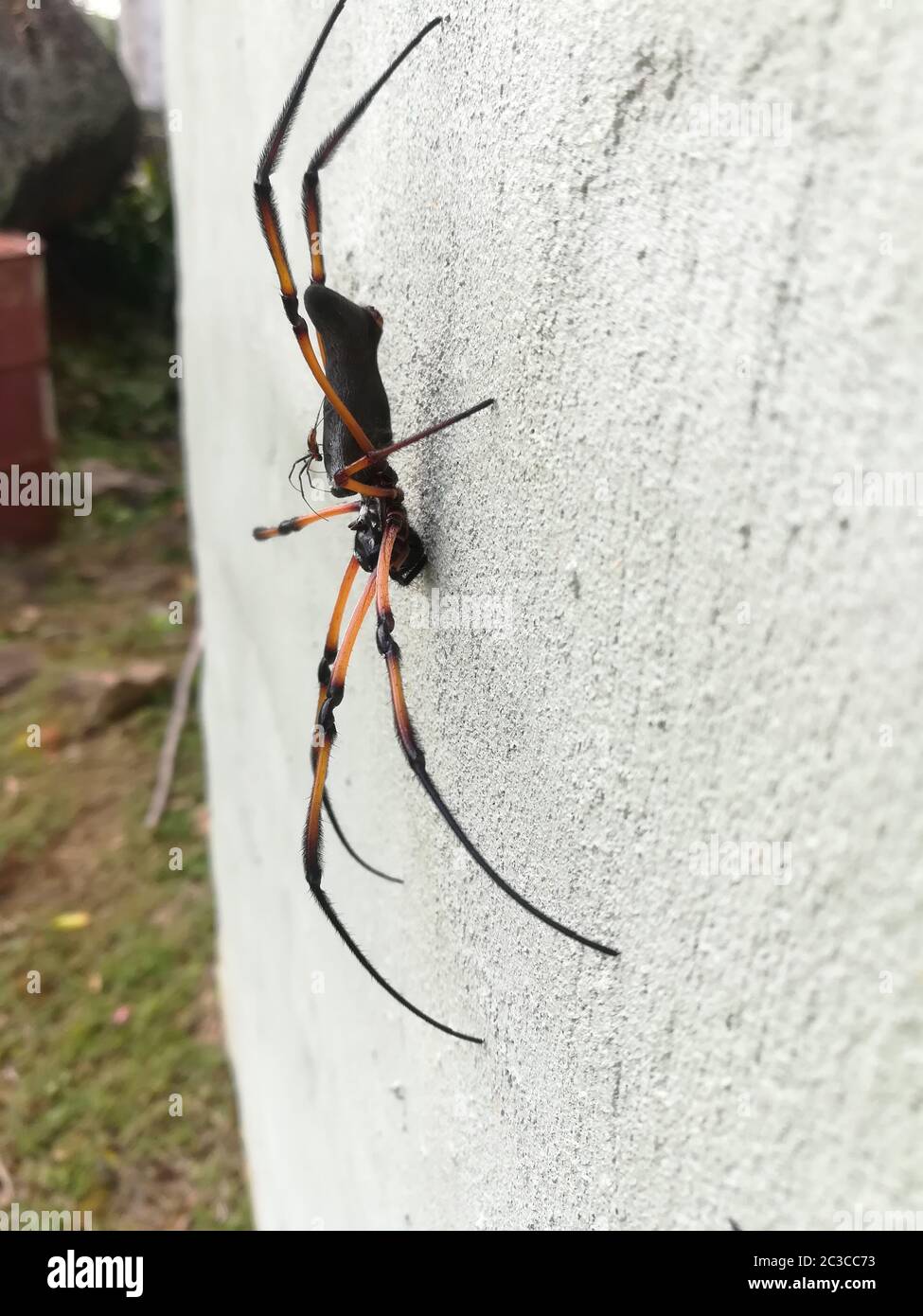 Spider mother and baby spider hi-res stock photography and images - Alamy