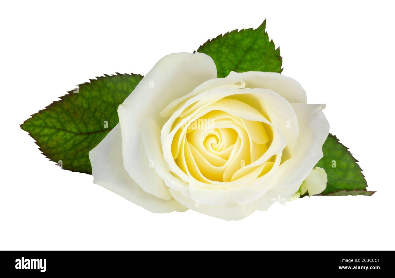 Wonderful white Rose (Rosaceae) isolated on white background, including ...