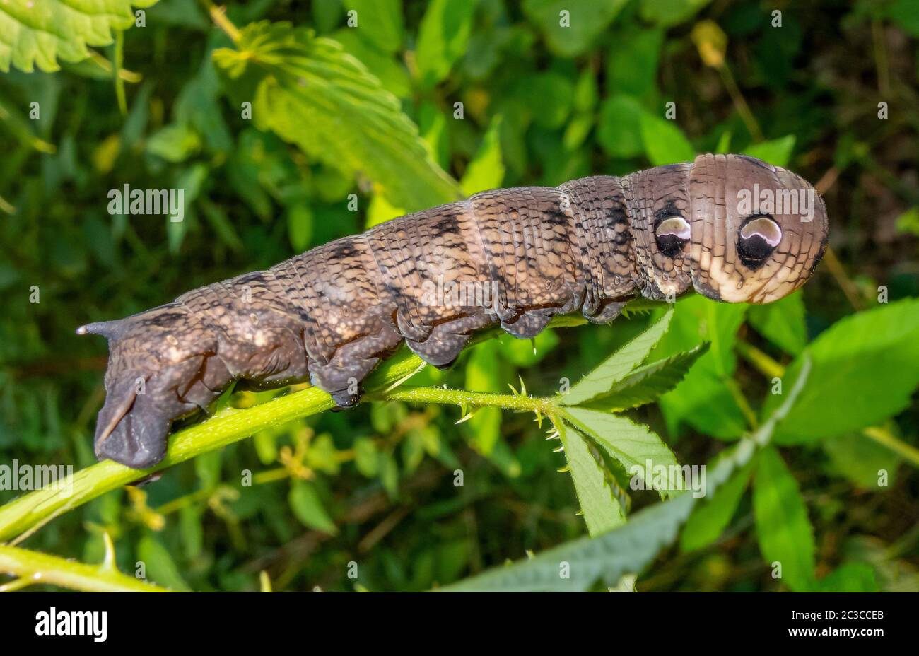 Elephant hawk moth larva hi-res stock photography and images - Alamy