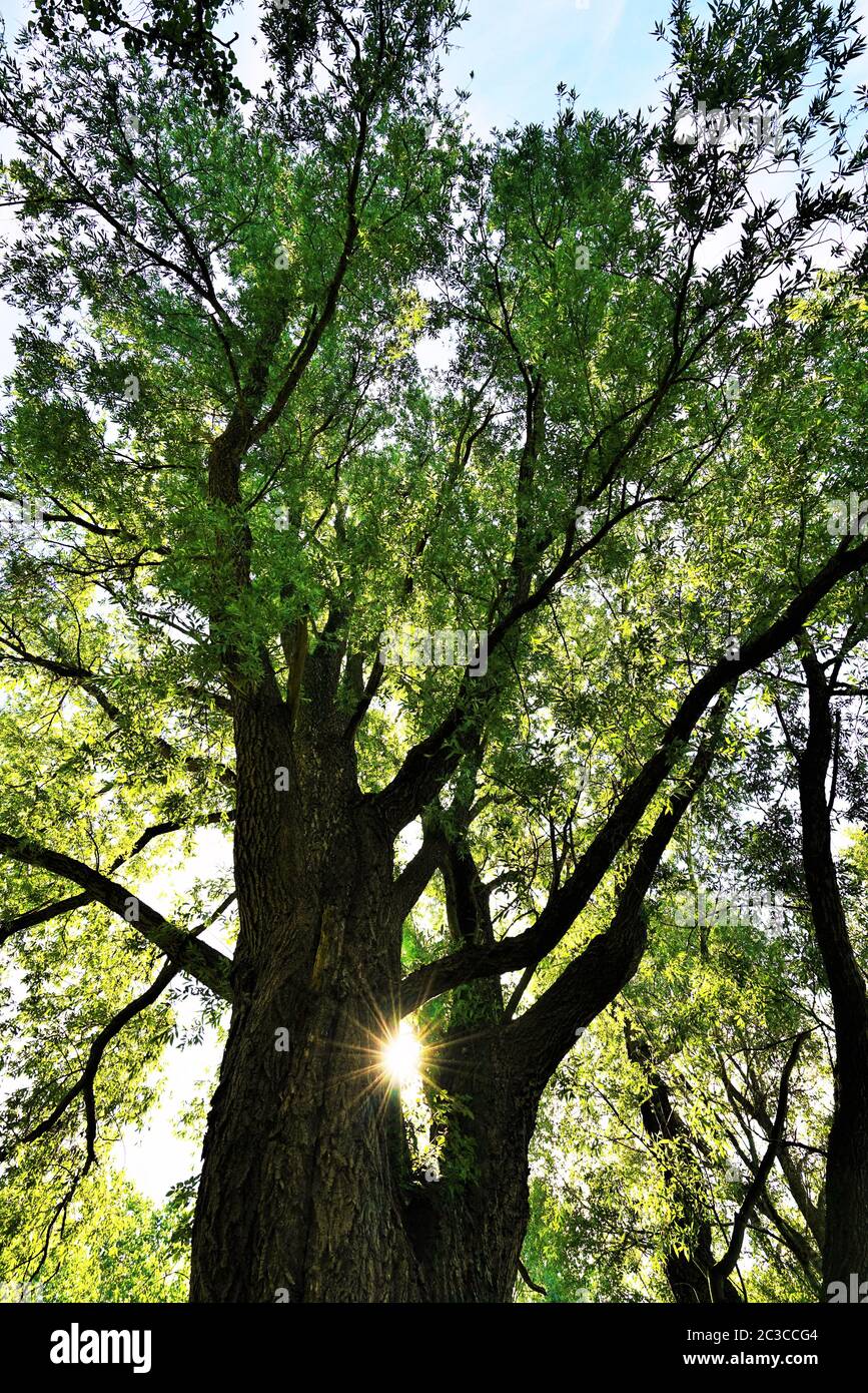 Rare giant willow tree under blue sky in summer Stock Photo - Alamy