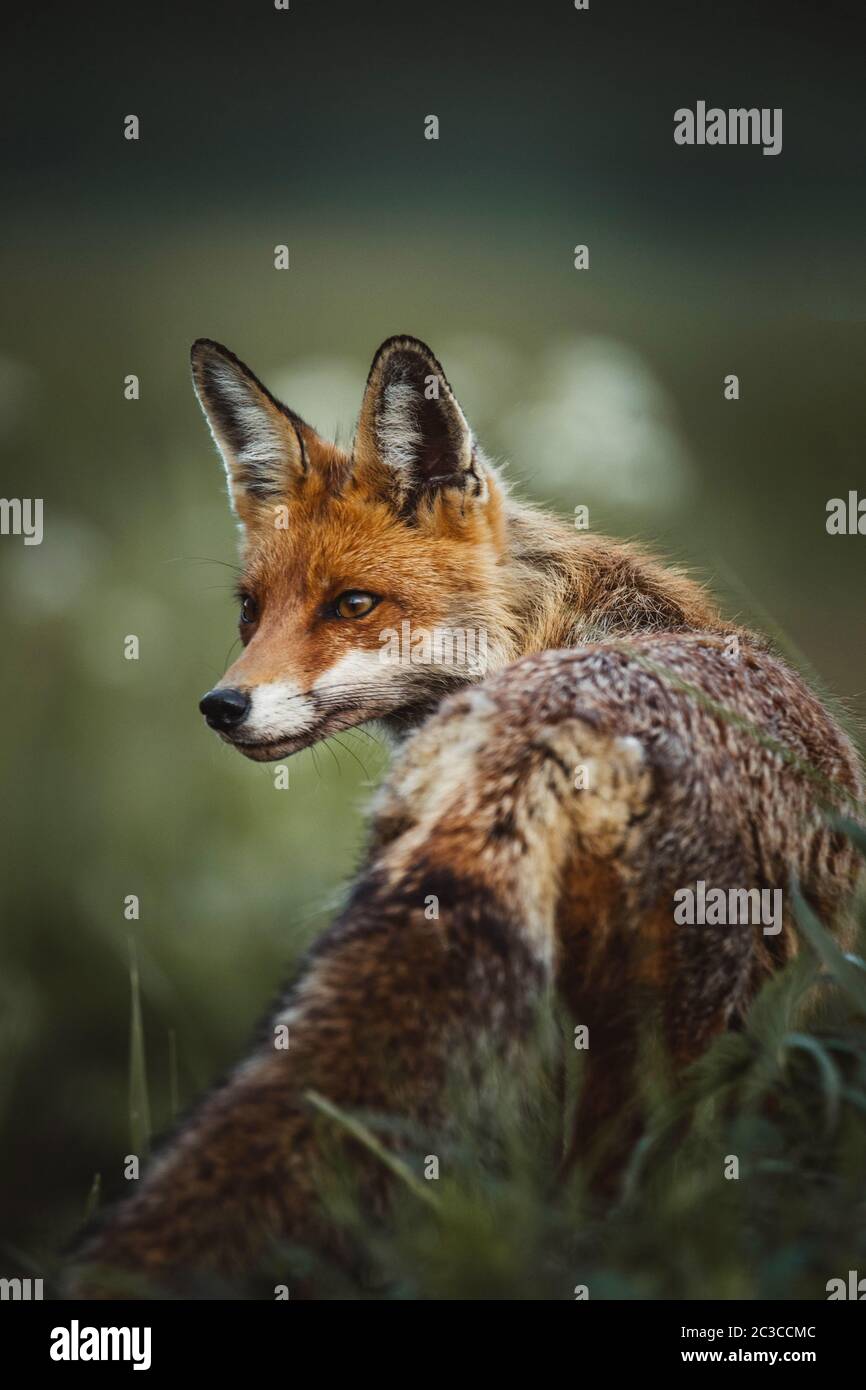 Red fox smart animal photo hi-res stock photography and images - Alamy