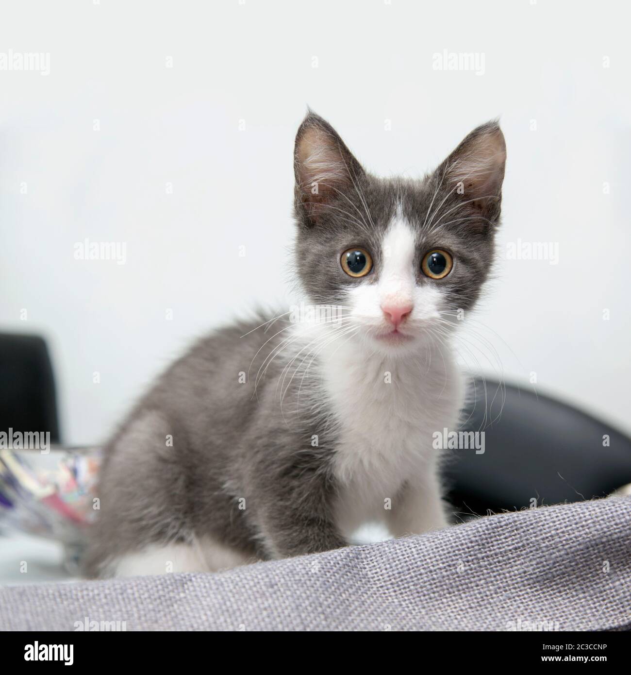 Kitten photos hi-res stock photography and images - Alamy