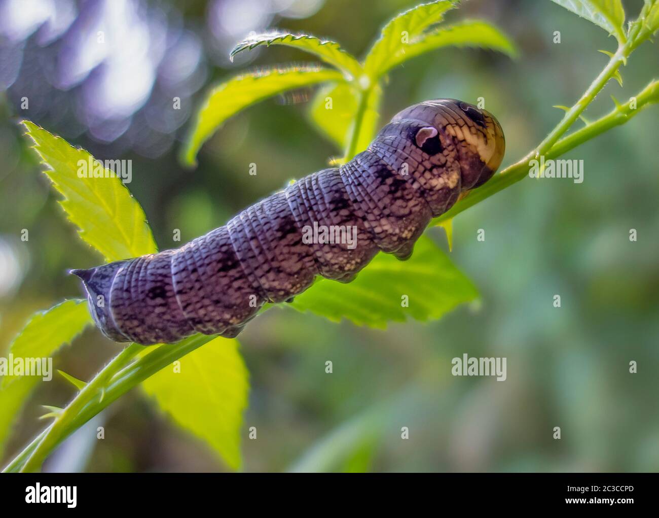 elephant hawk moth larva in natural back Stock Photo - Alamy