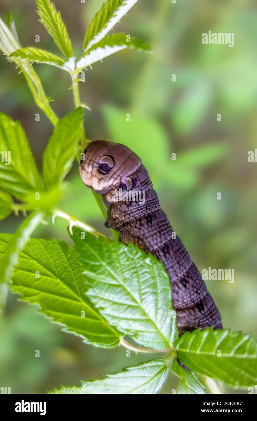 elephant hawk moth larva in natural back Stock Photo - Alamy