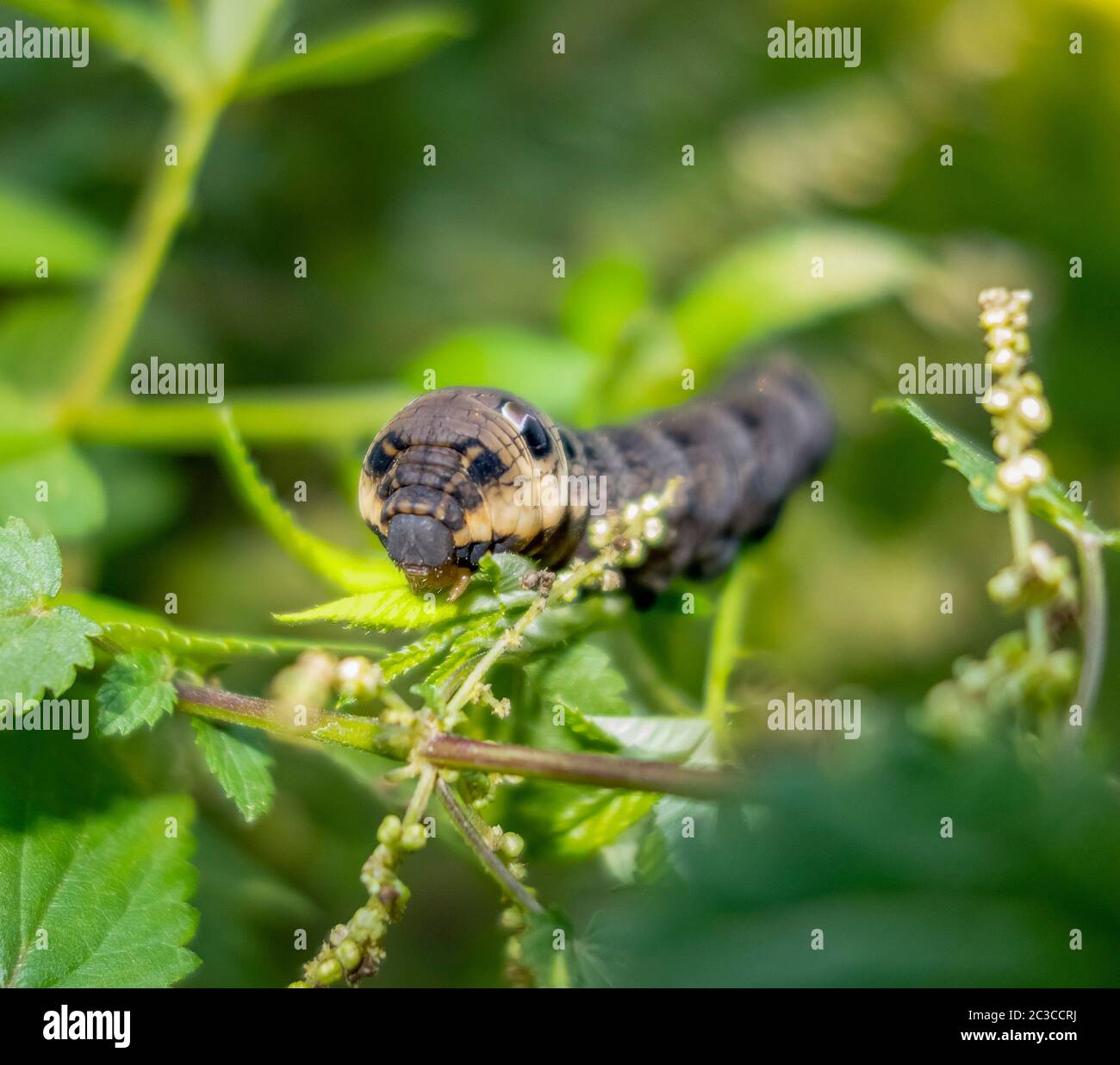 elephant hawk moth larva in natural back Stock Photo - Alamy