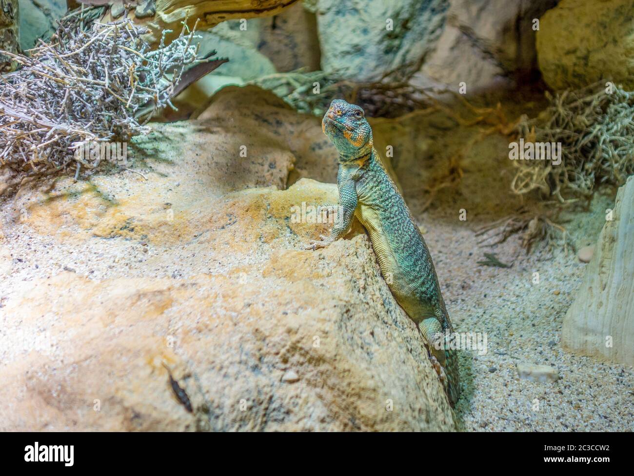 Spiny tailed agama lizard hi-res stock photography and images - Alamy