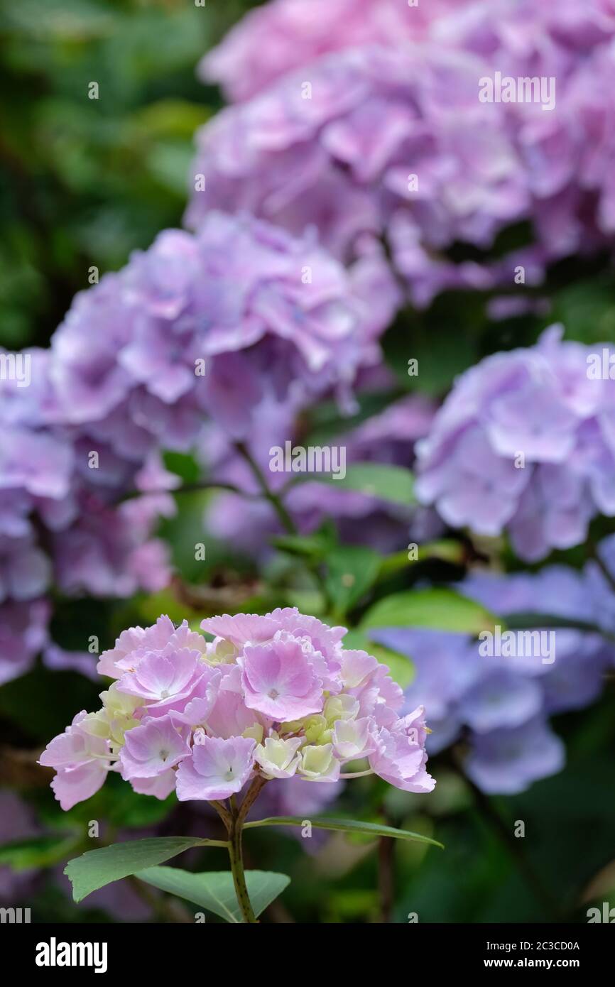 Pinkish-blue flowers of hydrangea macrophylla 'Homigo'. Hovaria Series ...