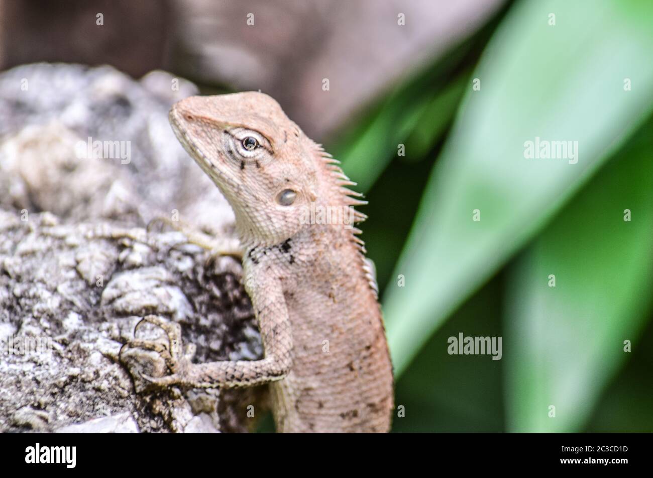 Lizard rock japan hi-res stock photography and images - Alamy