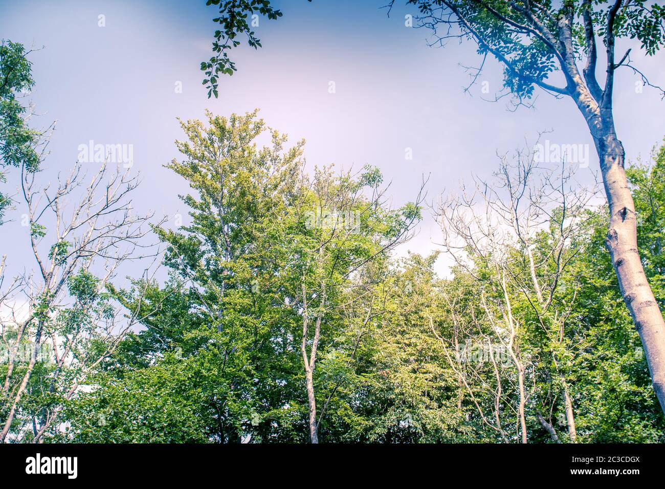 Sunlit Tree Canopy dappled with golden light and blue sky UK Stock ...