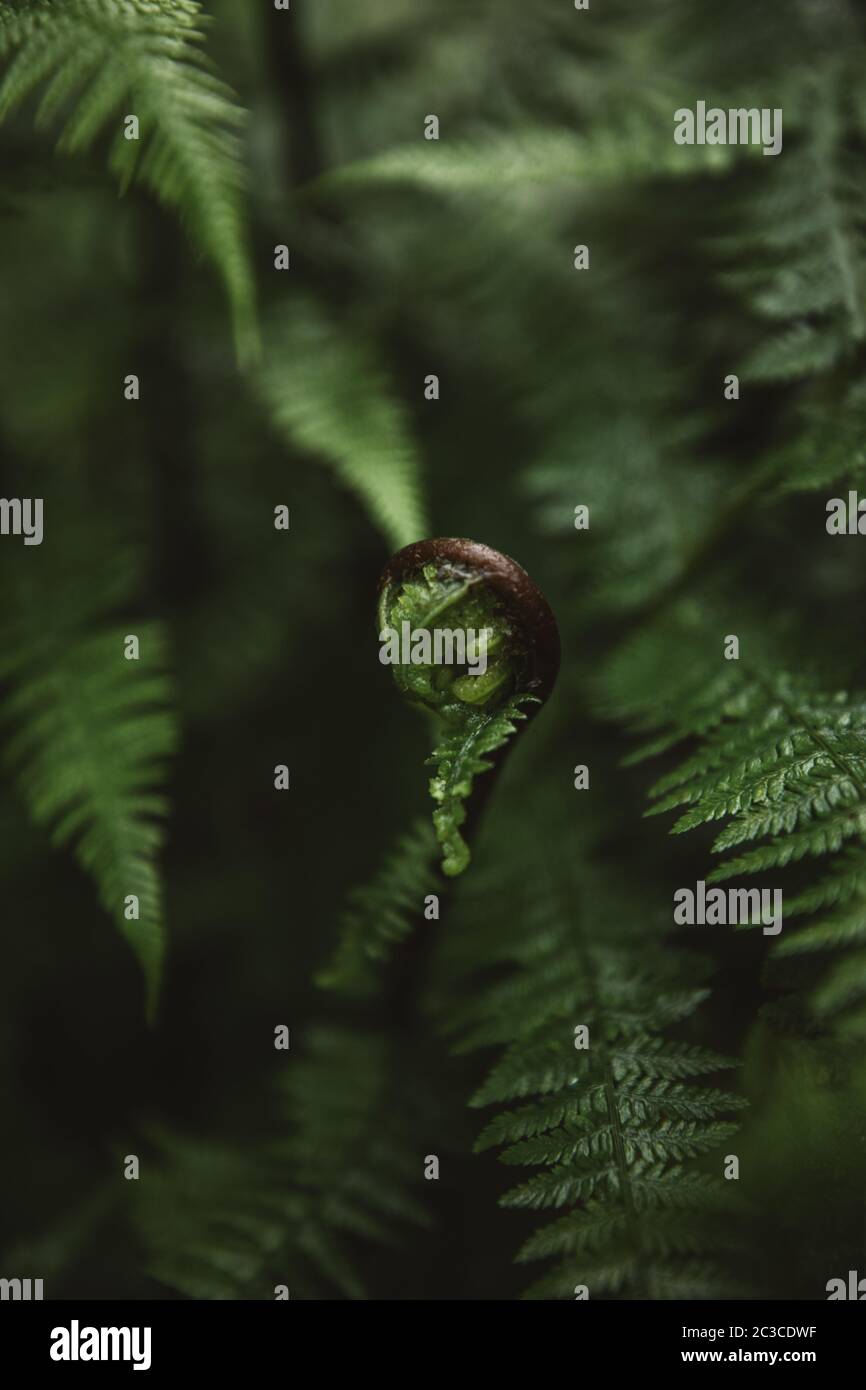 Wallpaper of forest hi-res stock photography and images - Alamy