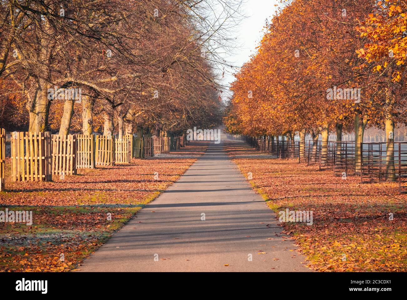 Early morning autumn scene at Bushy Park in London Stock Photo - Alamy