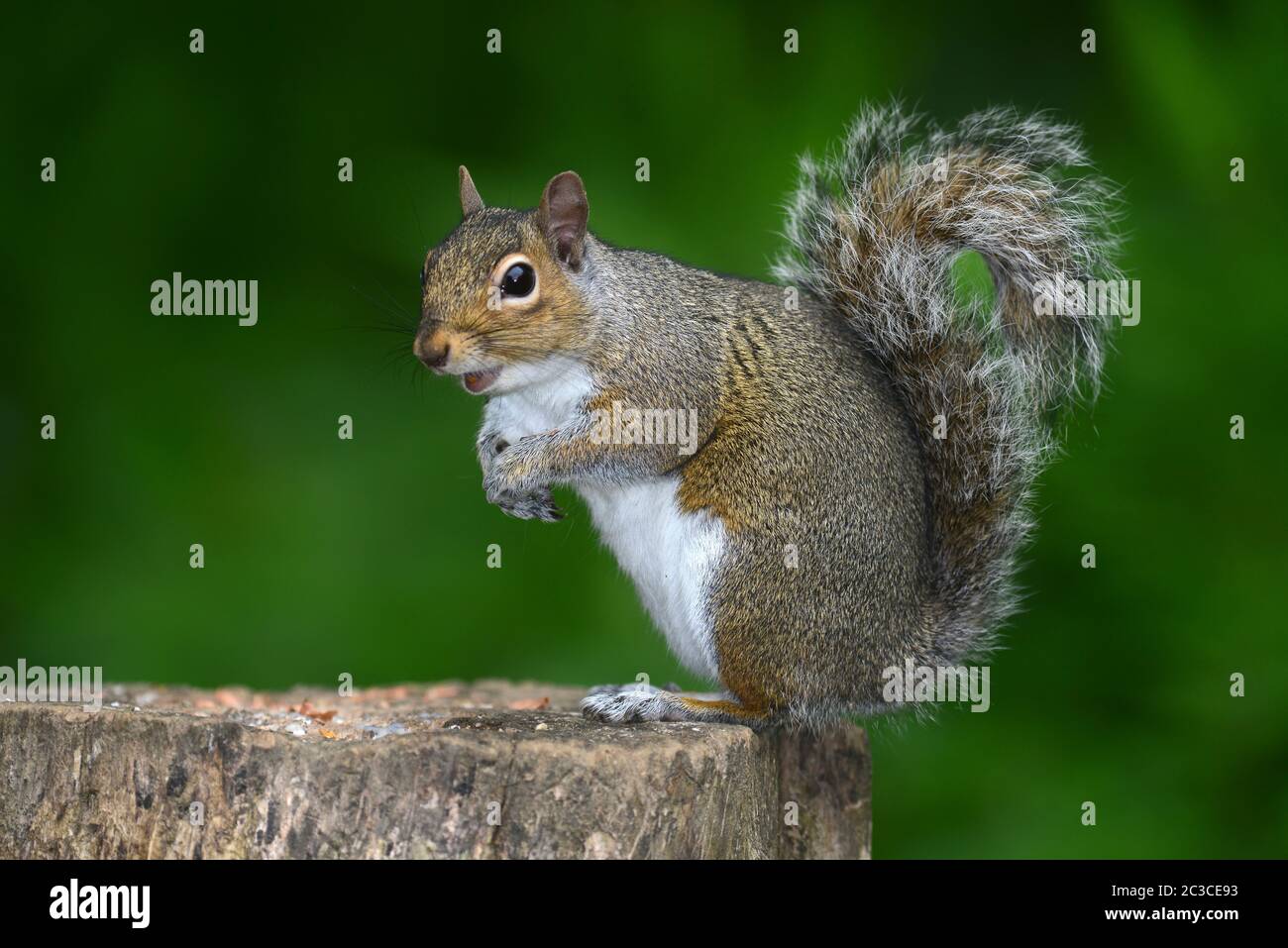 Common gray squirrel bushy tail hi-res stock photography and images - Alamy