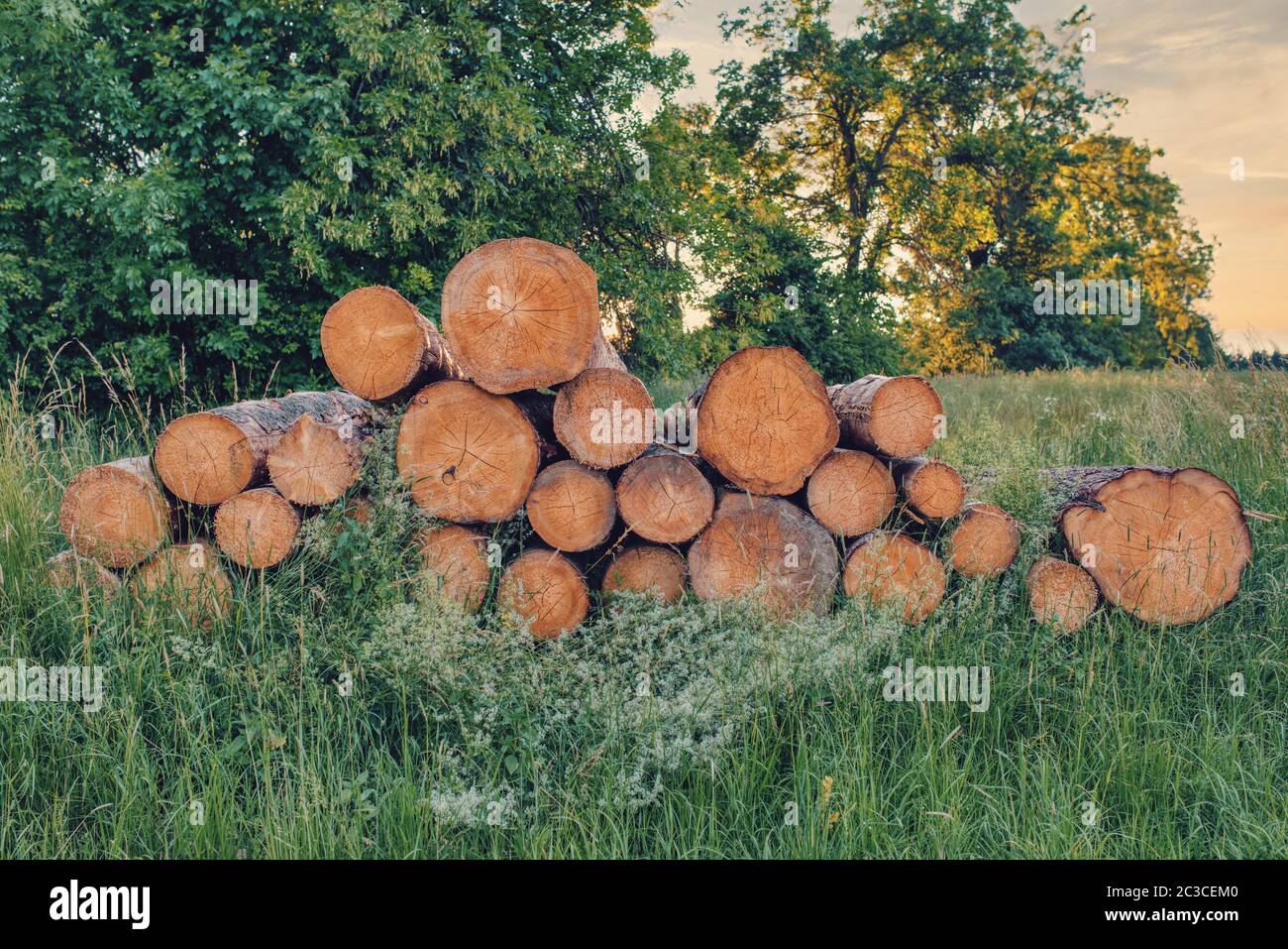 wood in pile outdoor Stock Photo - Alamy