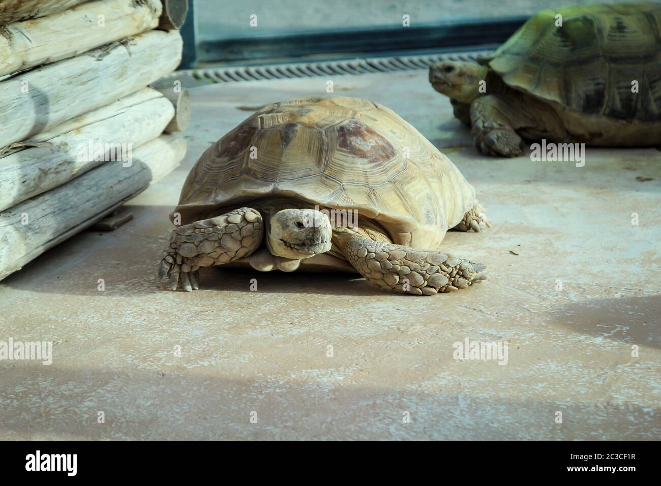 Old tortoise hi-res stock photography and images - Alamy