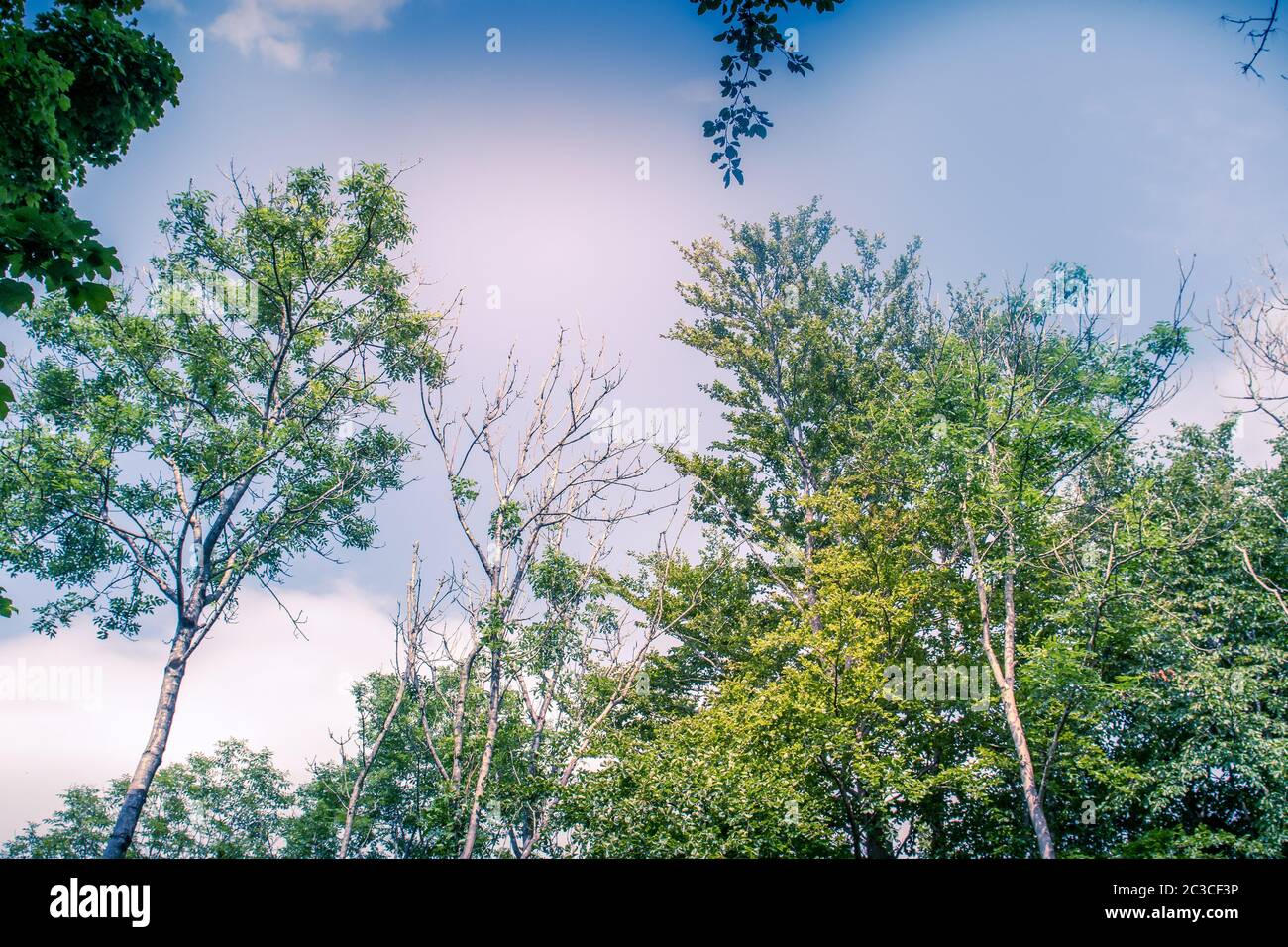 Sunlit Tree Canopy dappled with golden light and blue sky UK Stock ...