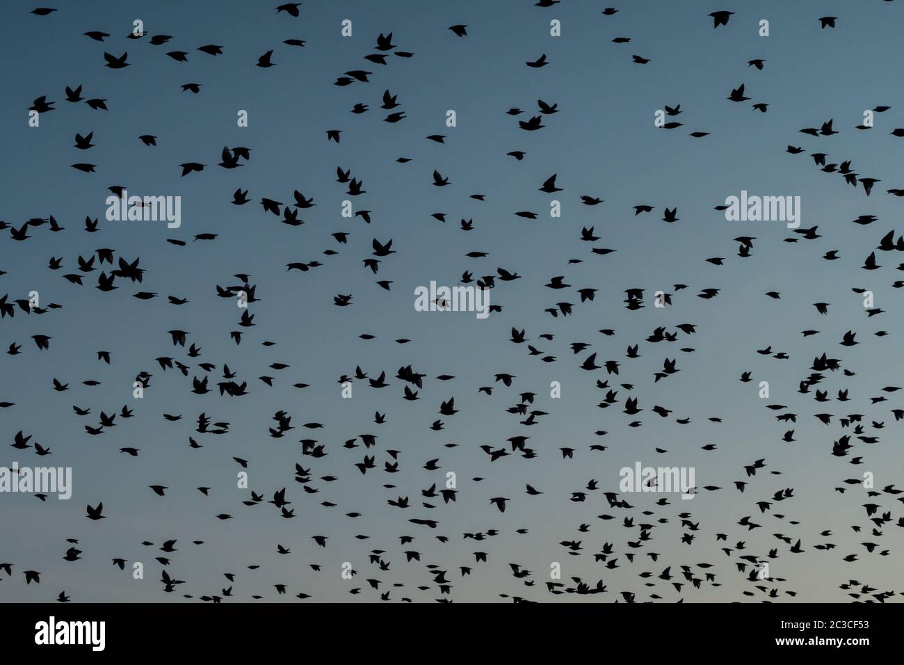 large number of black birds flying over sky during end of the day Stock ...