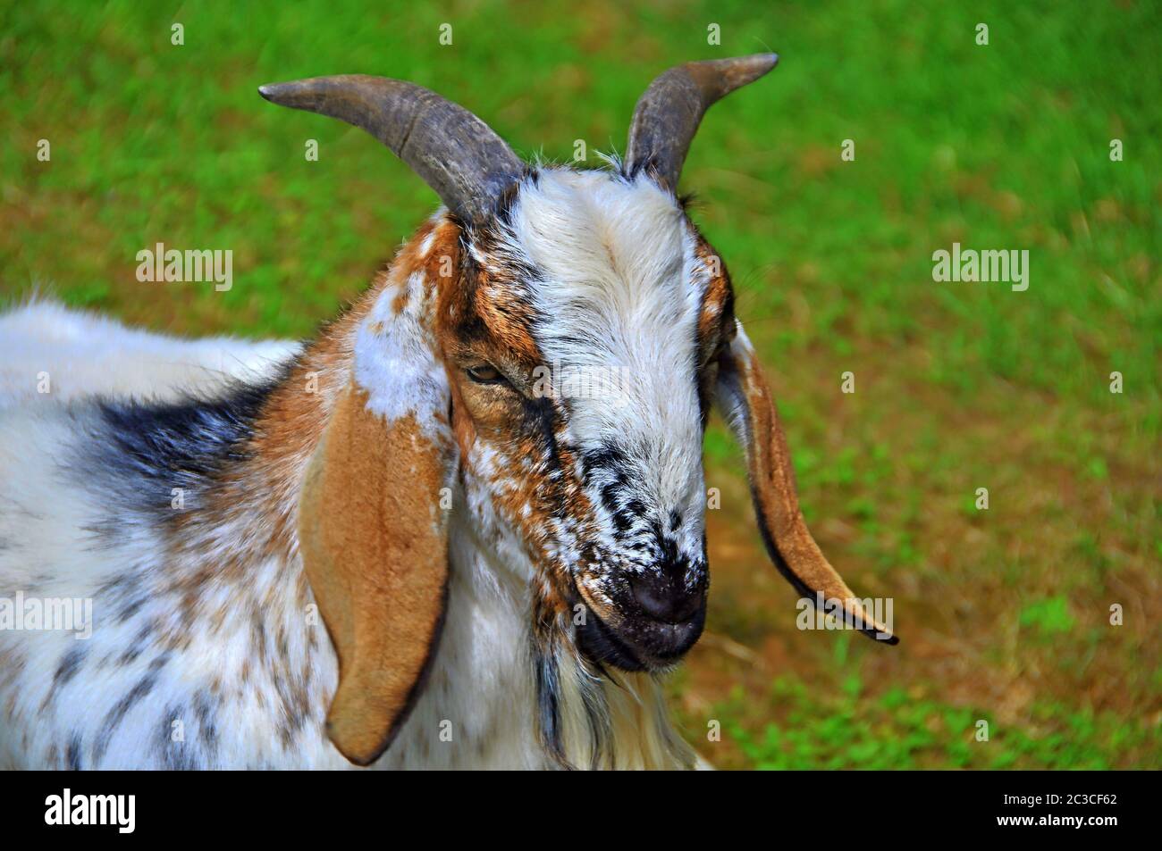 Goat species hi-res stock photography and images - Alamy