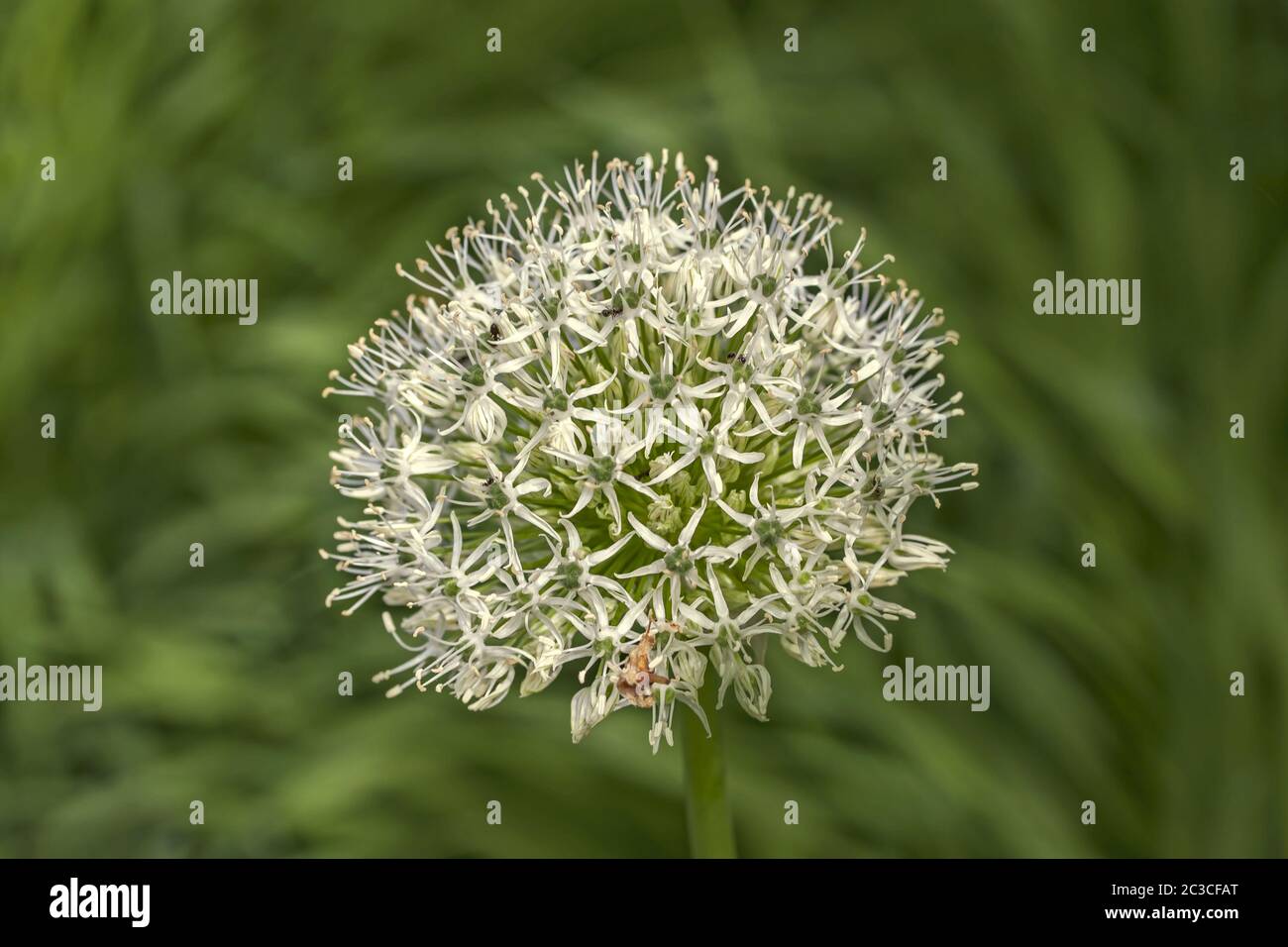 Giant allium 'Allium Giganteum spec.' Stock Photo - Alamy