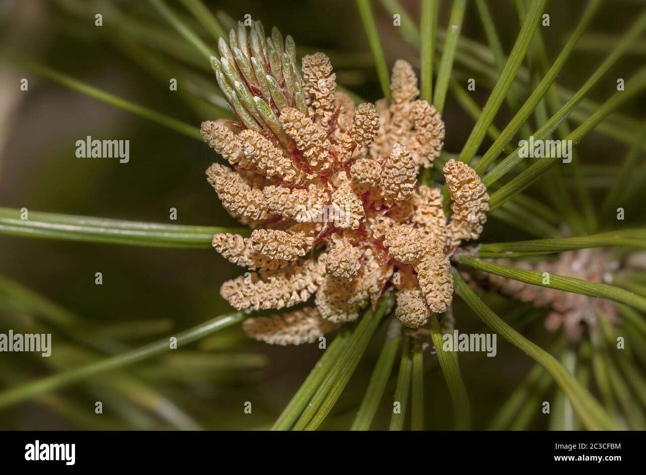 Pine blossom 'Pinus spec.' Stock Photo - Alamy