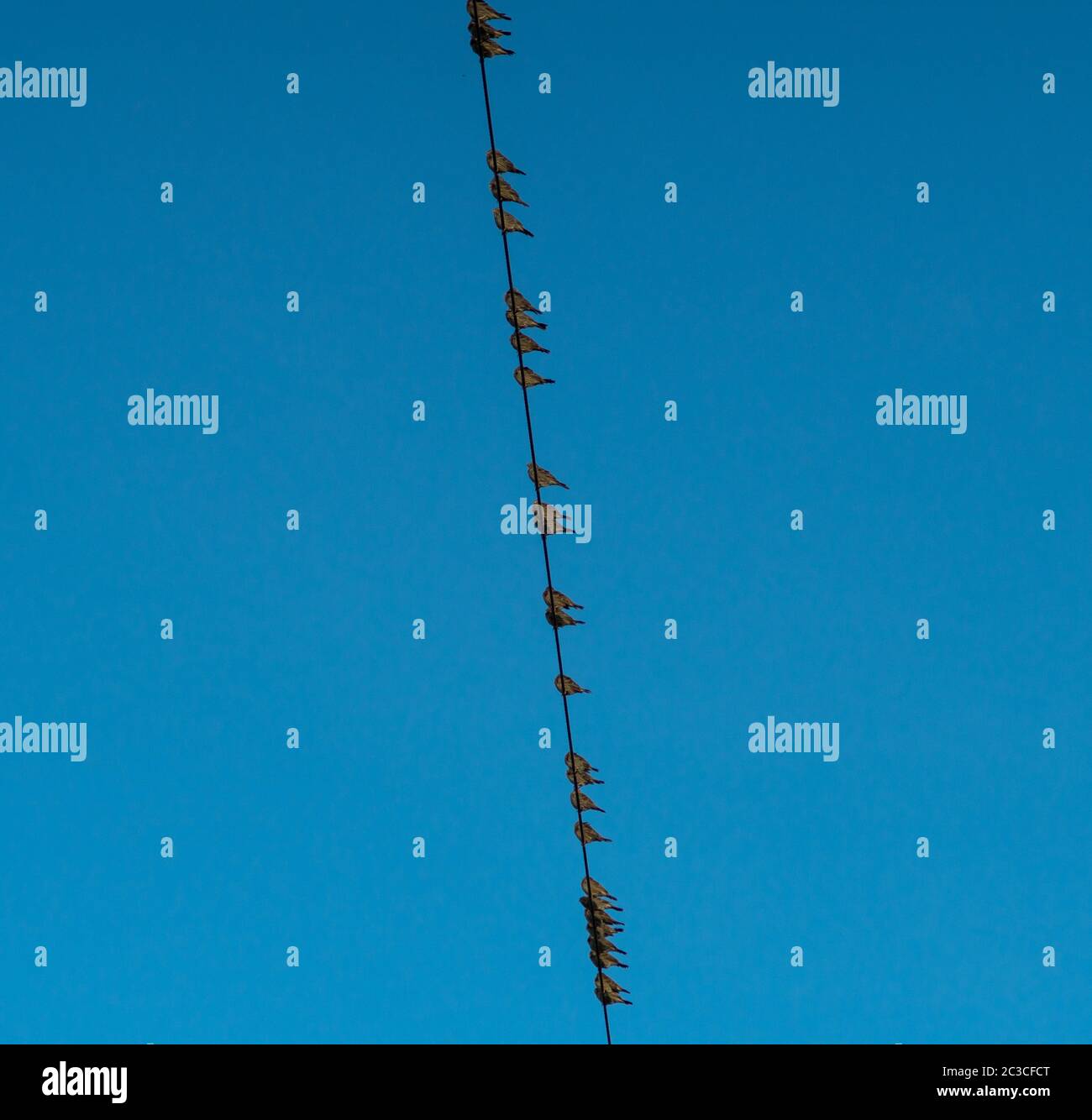 birds sitting on cables of power lines over sky Stock Photo - Alamy