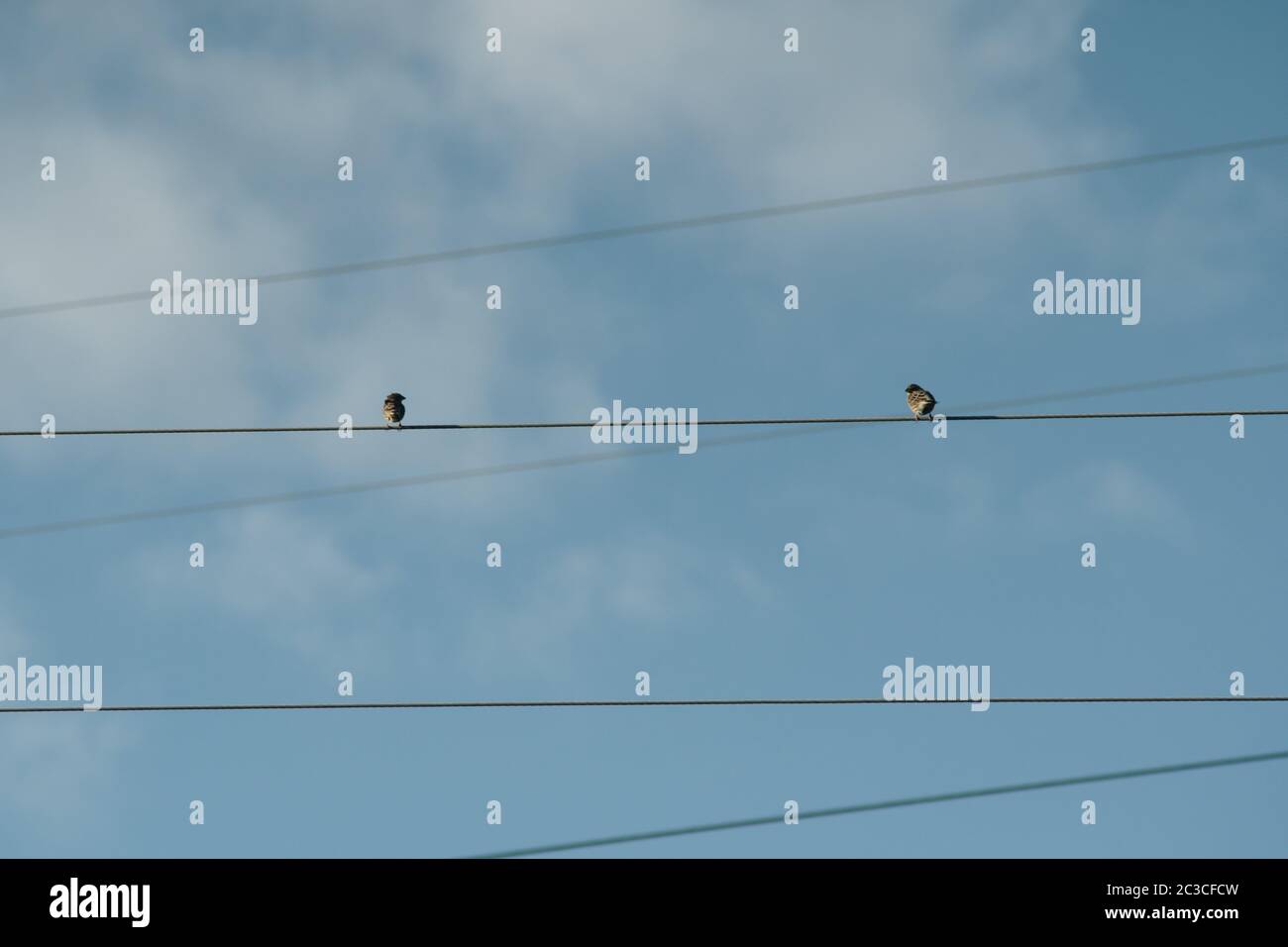 birds sitting on cables of power lines over sky Stock Photo - Alamy