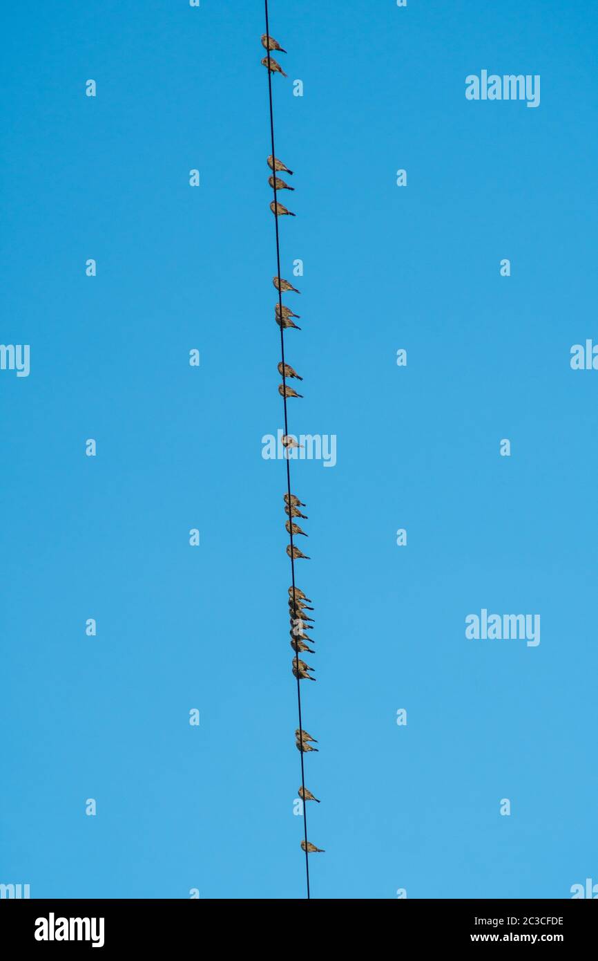 birds sitting on cables of power lines over sky Stock Photo - Alamy