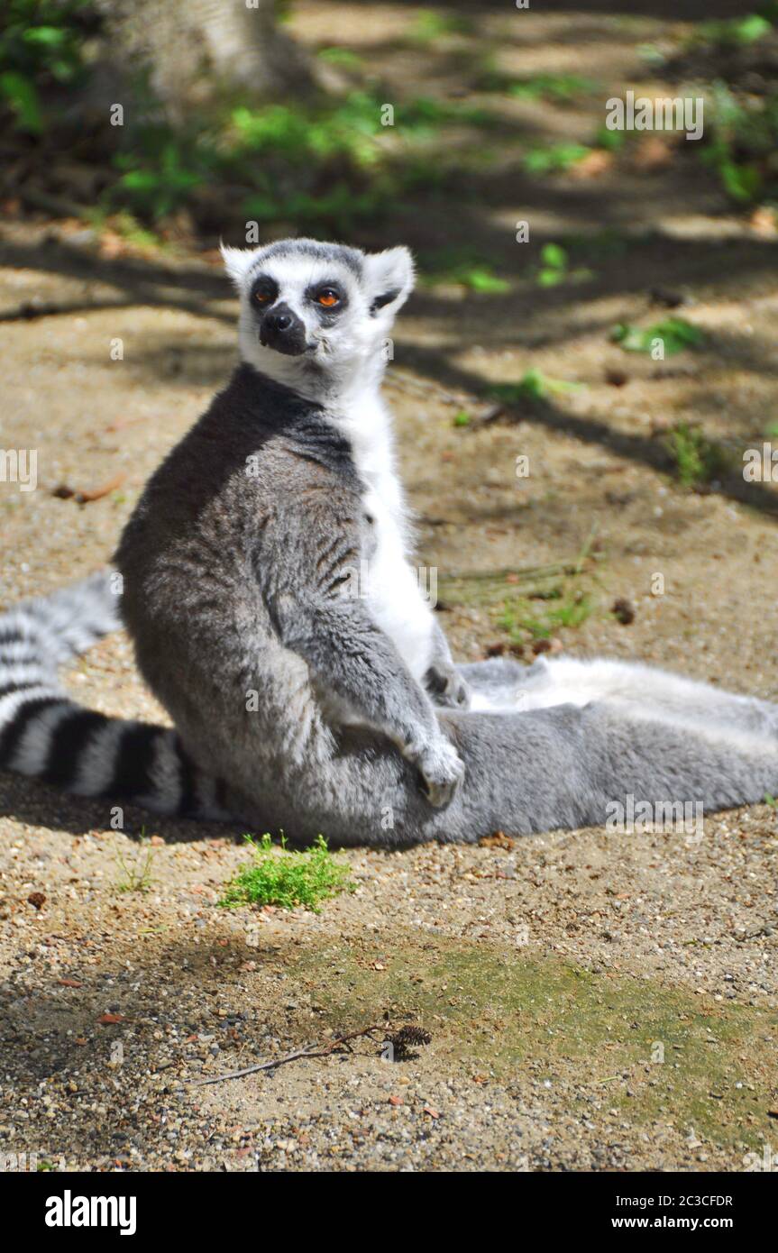 Monkey lemur hi-res stock photography and images - Alamy