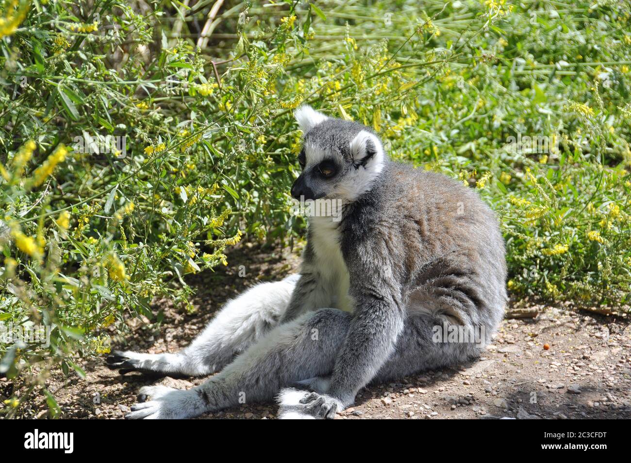 Monkey lemur hi-res stock photography and images - Alamy