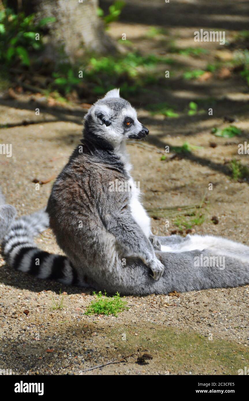 Monkey lemur hi-res stock photography and images - Alamy