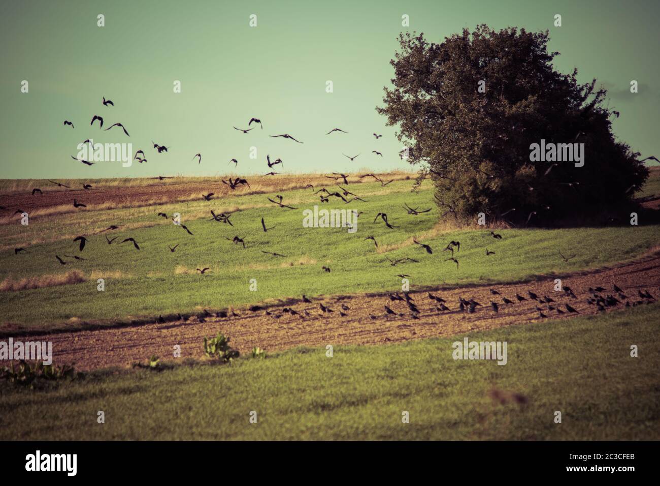 Birds flying over fields hi-res stock photography and images - Alamy