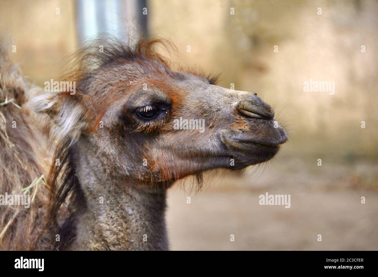 Africa camel hi-res stock photography and images - Alamy